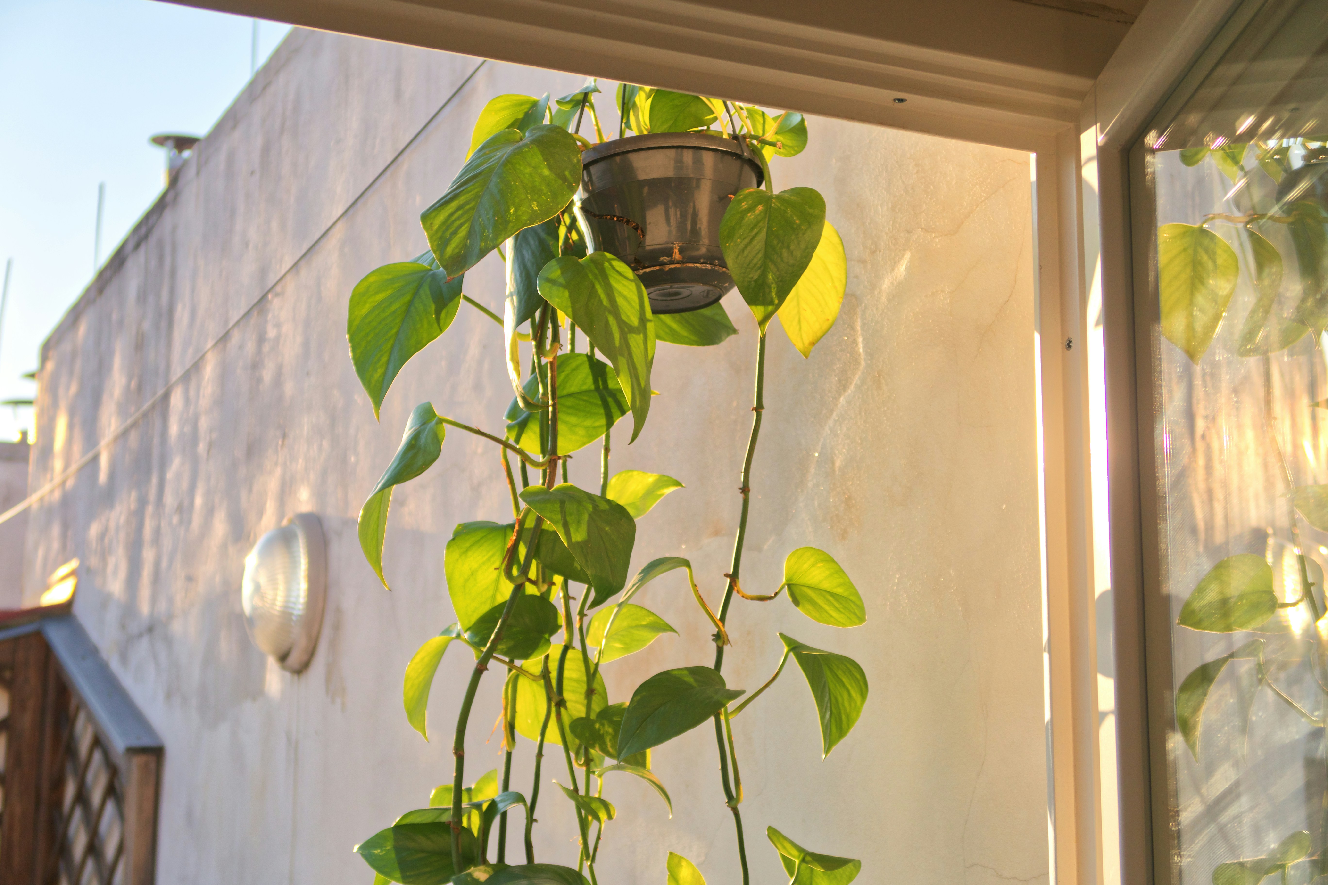 Sunlit Vine Climber Framed by a Window Pane