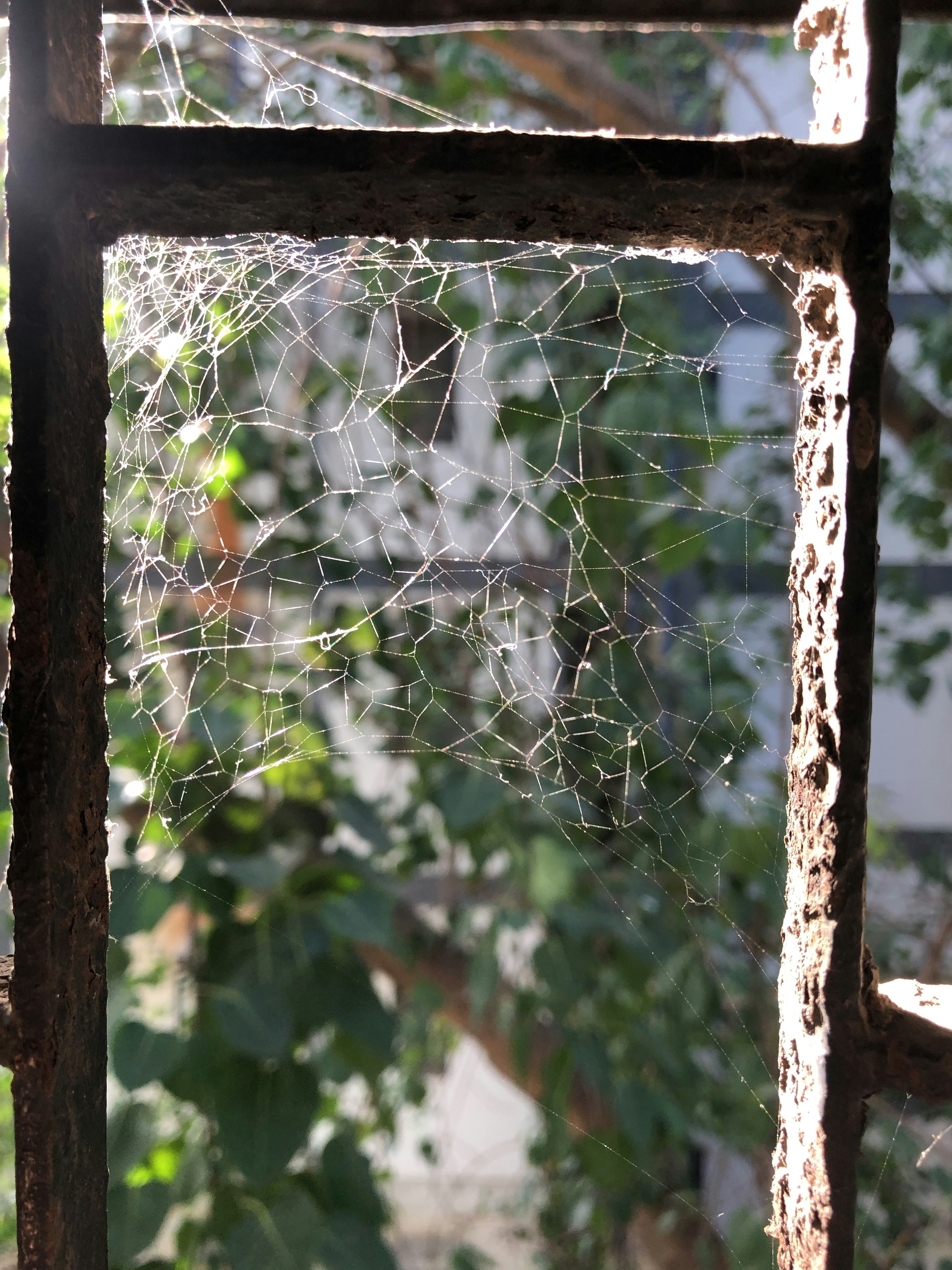 Spider web on brown wooden frame during daytime photo – Free Grey Image ...