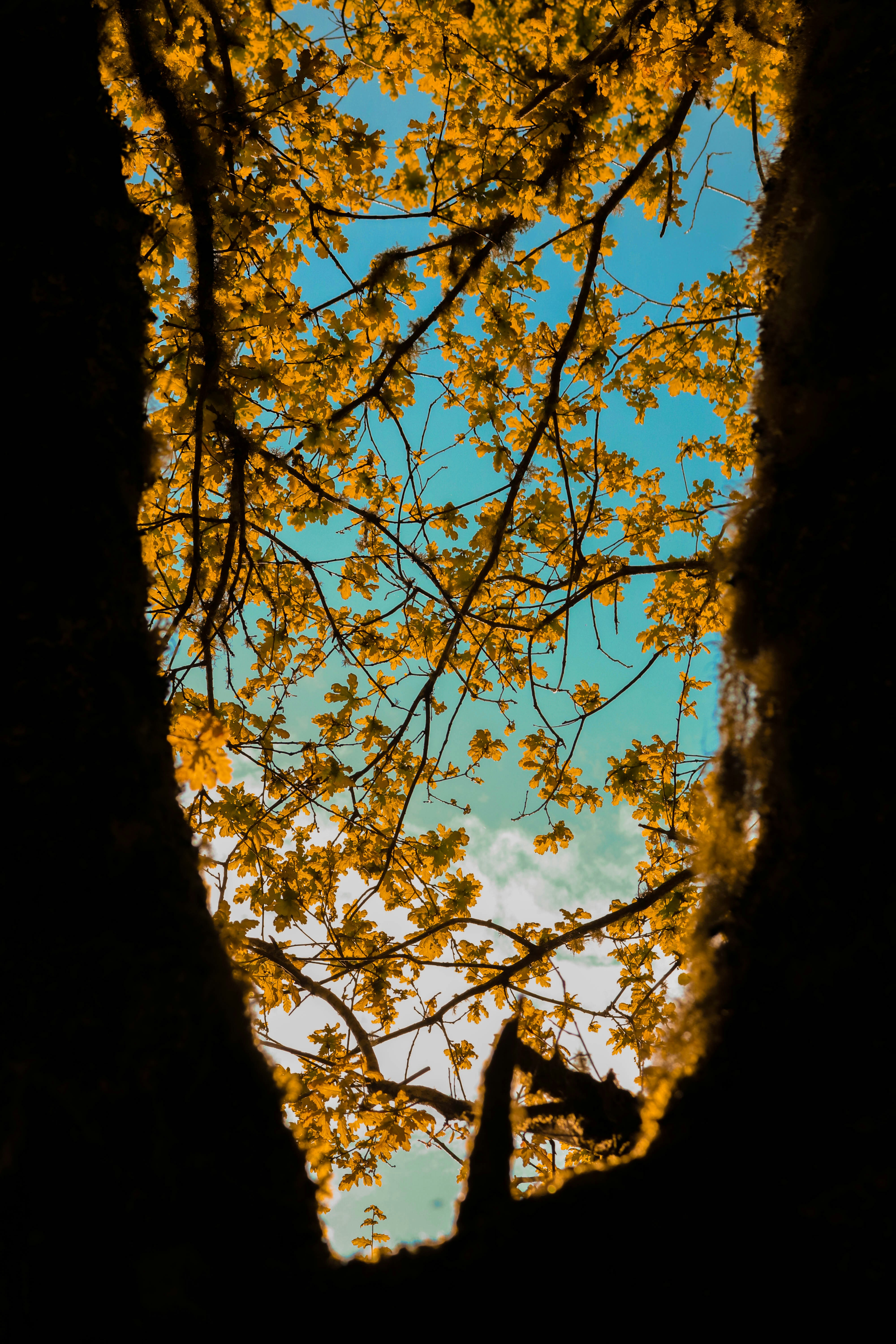 Autumn Gateway: Blue Sky Framed by a Dark Tree Trunk