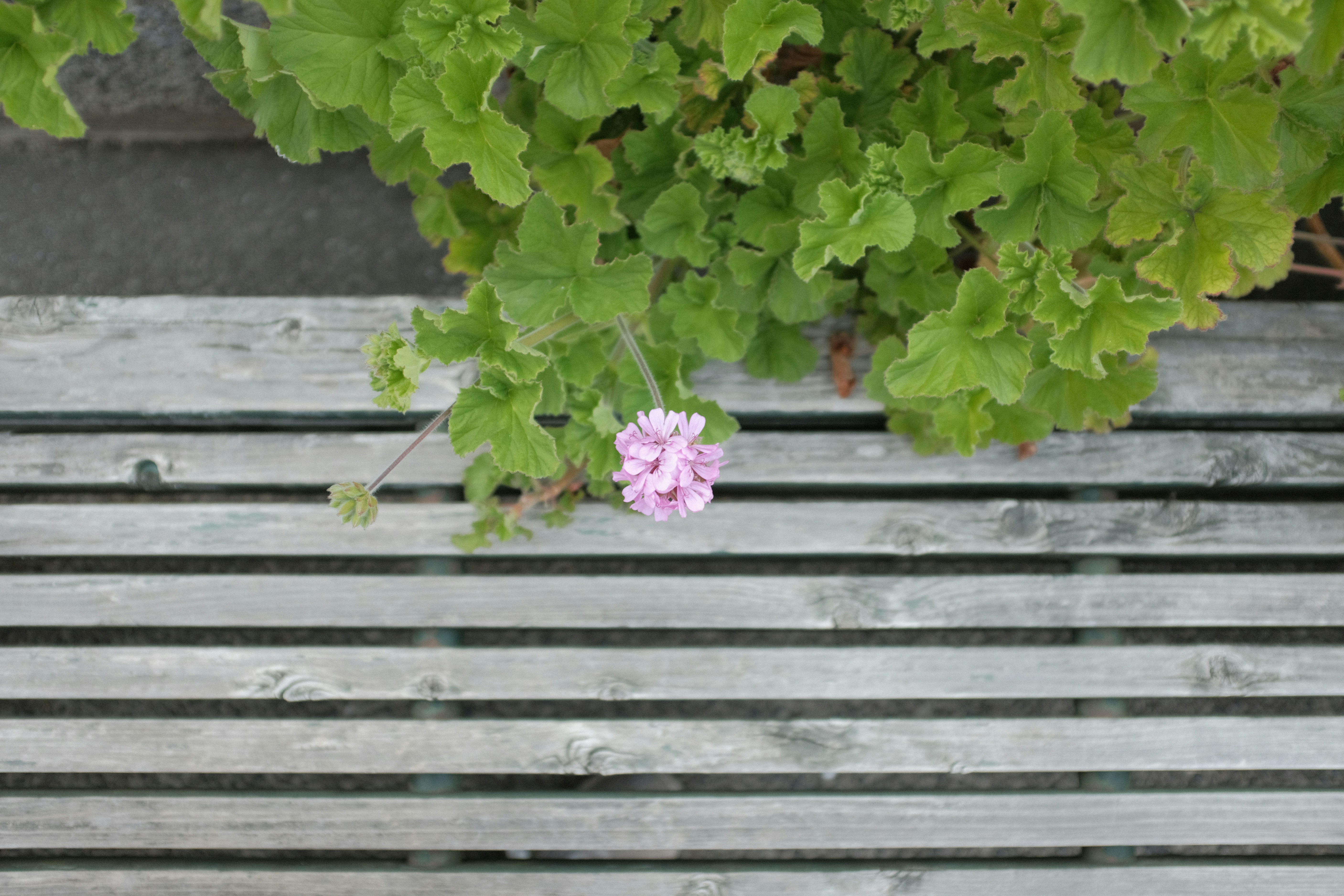 Pink geranium suspended over weathered wooden slats