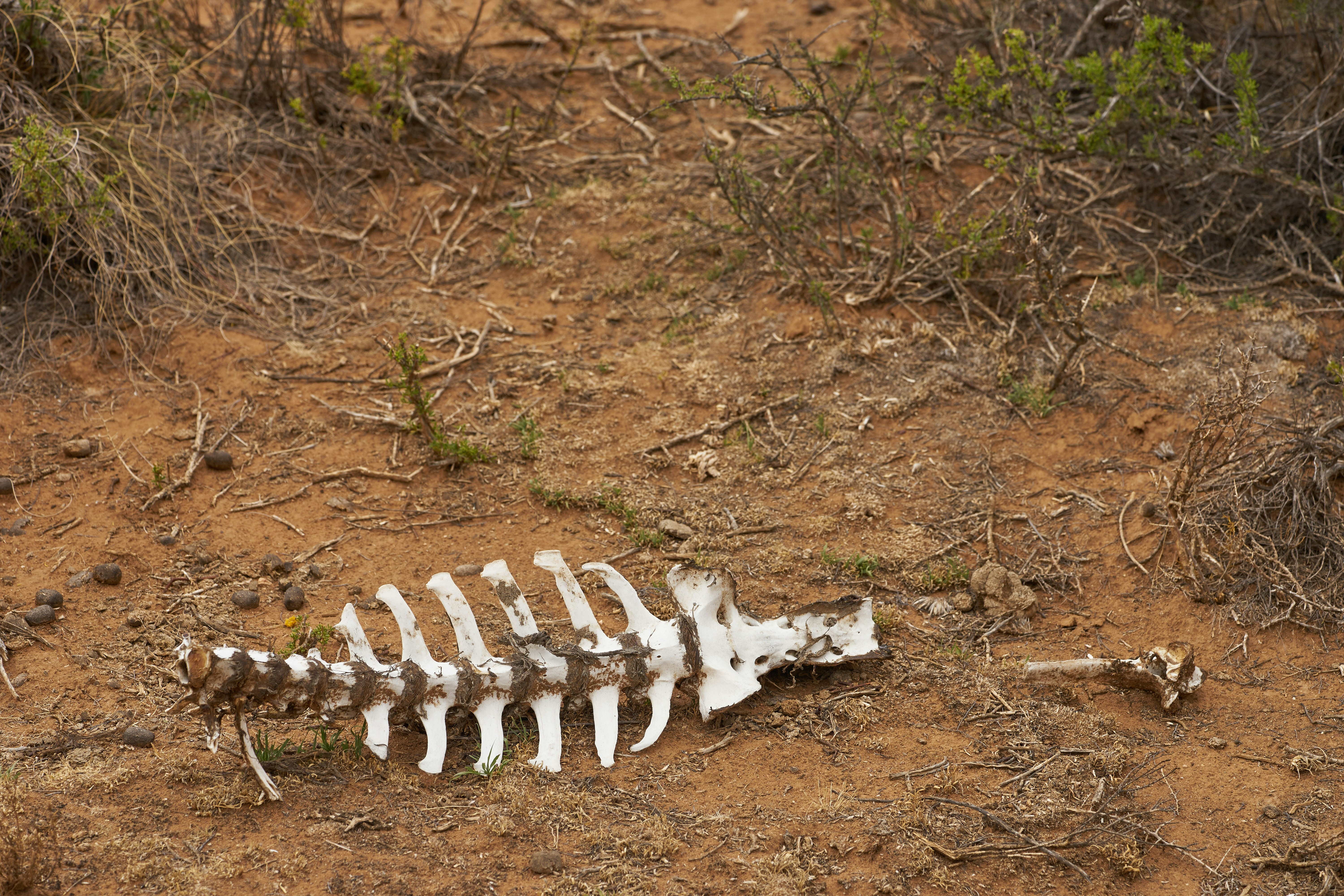 Desert Rib: Time-Weathered Echo on Parched Soil