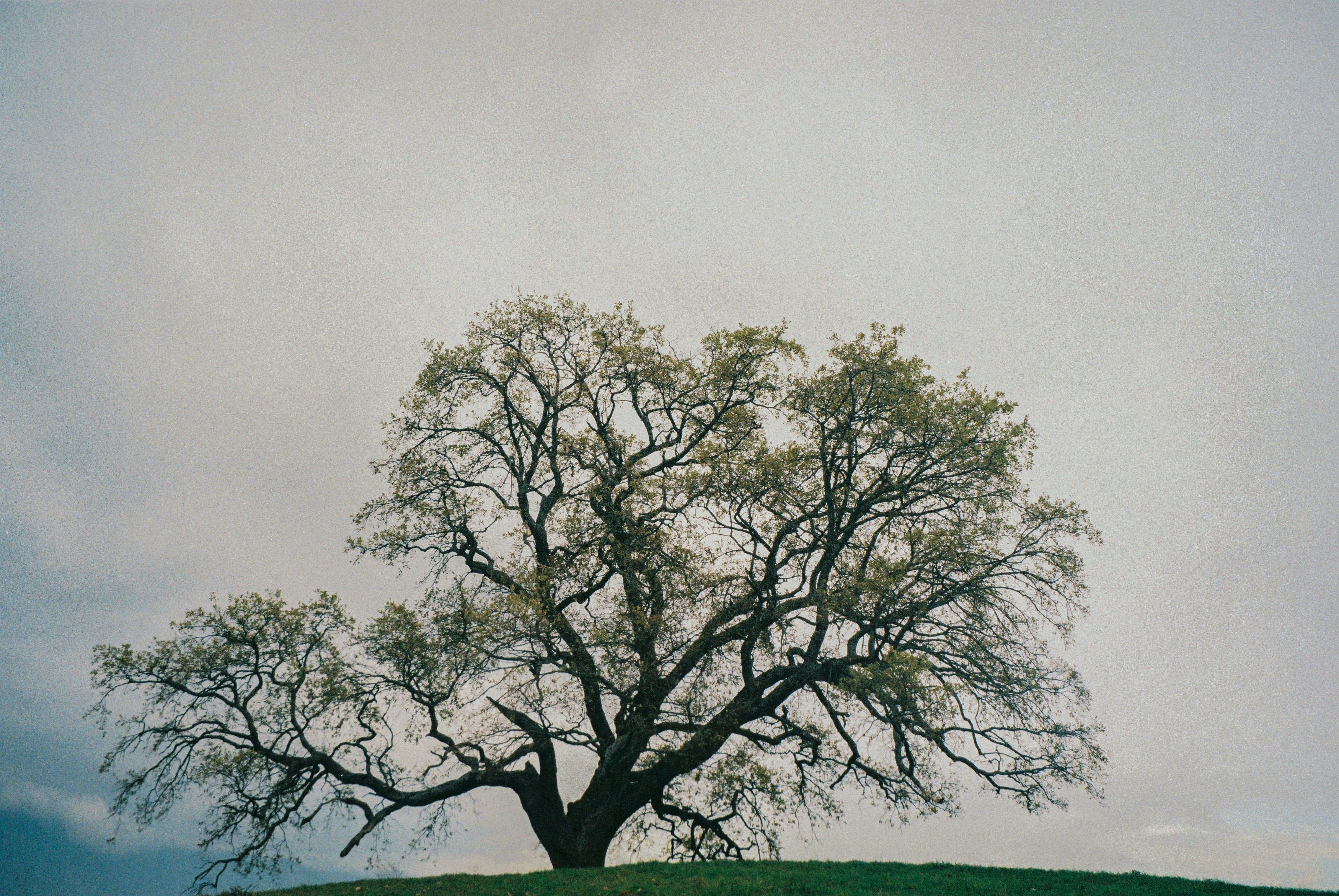 Leafy tree standing alone on a grassy hill under an overcast sky.