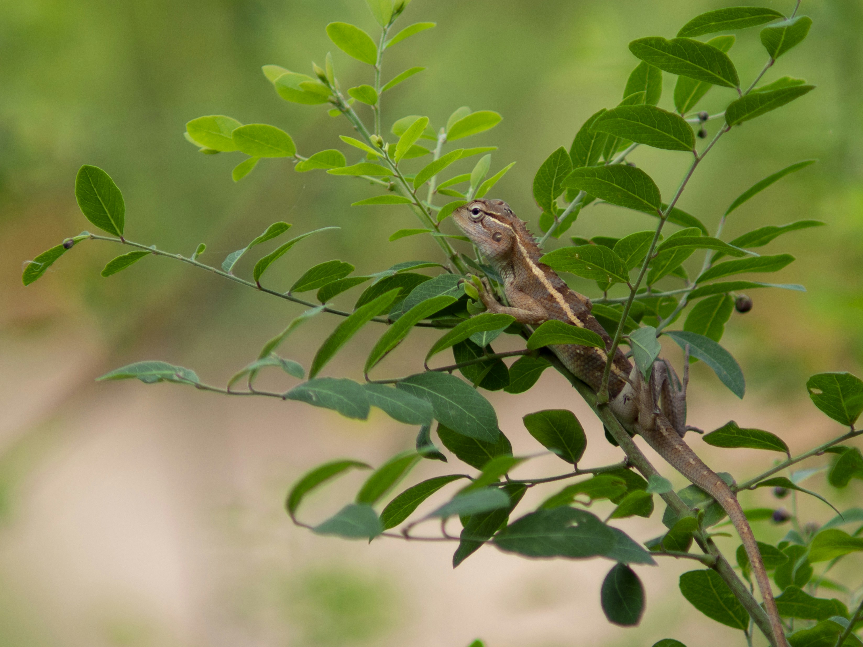 brown and white bird on green plant during daytime