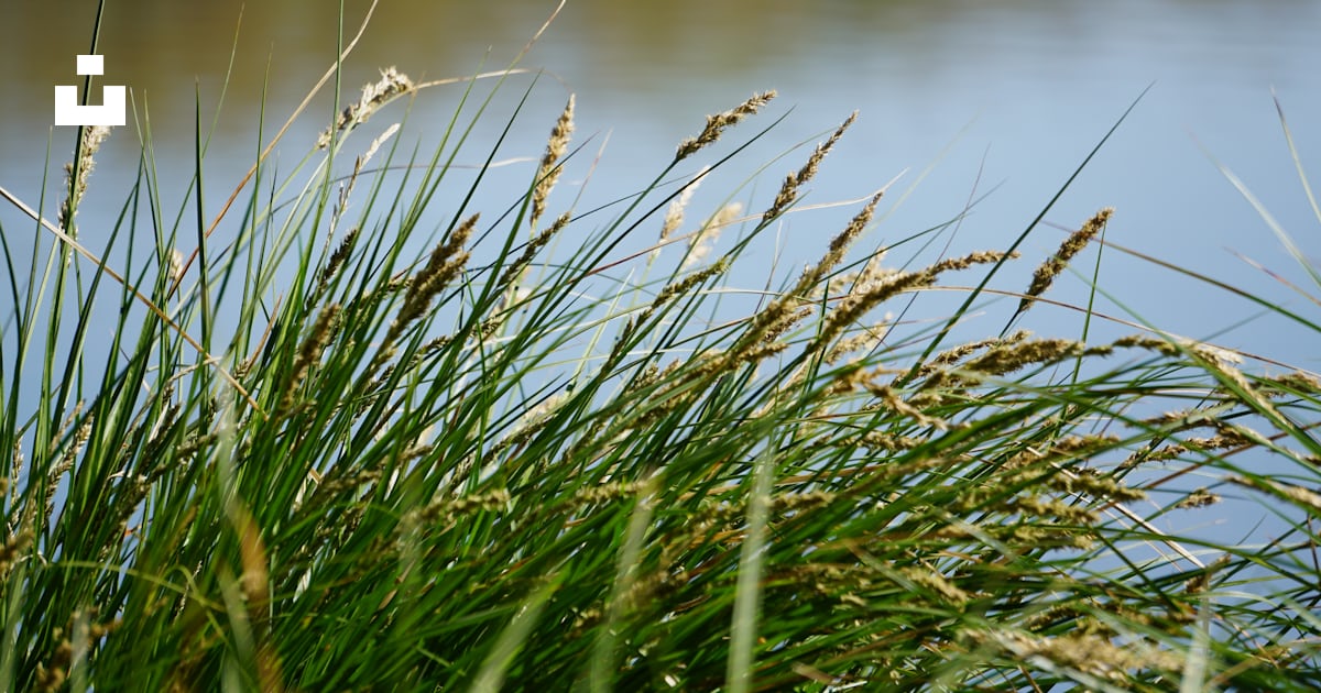Green Grass Near Body Of Water During Daytime Photo Free Deutschland