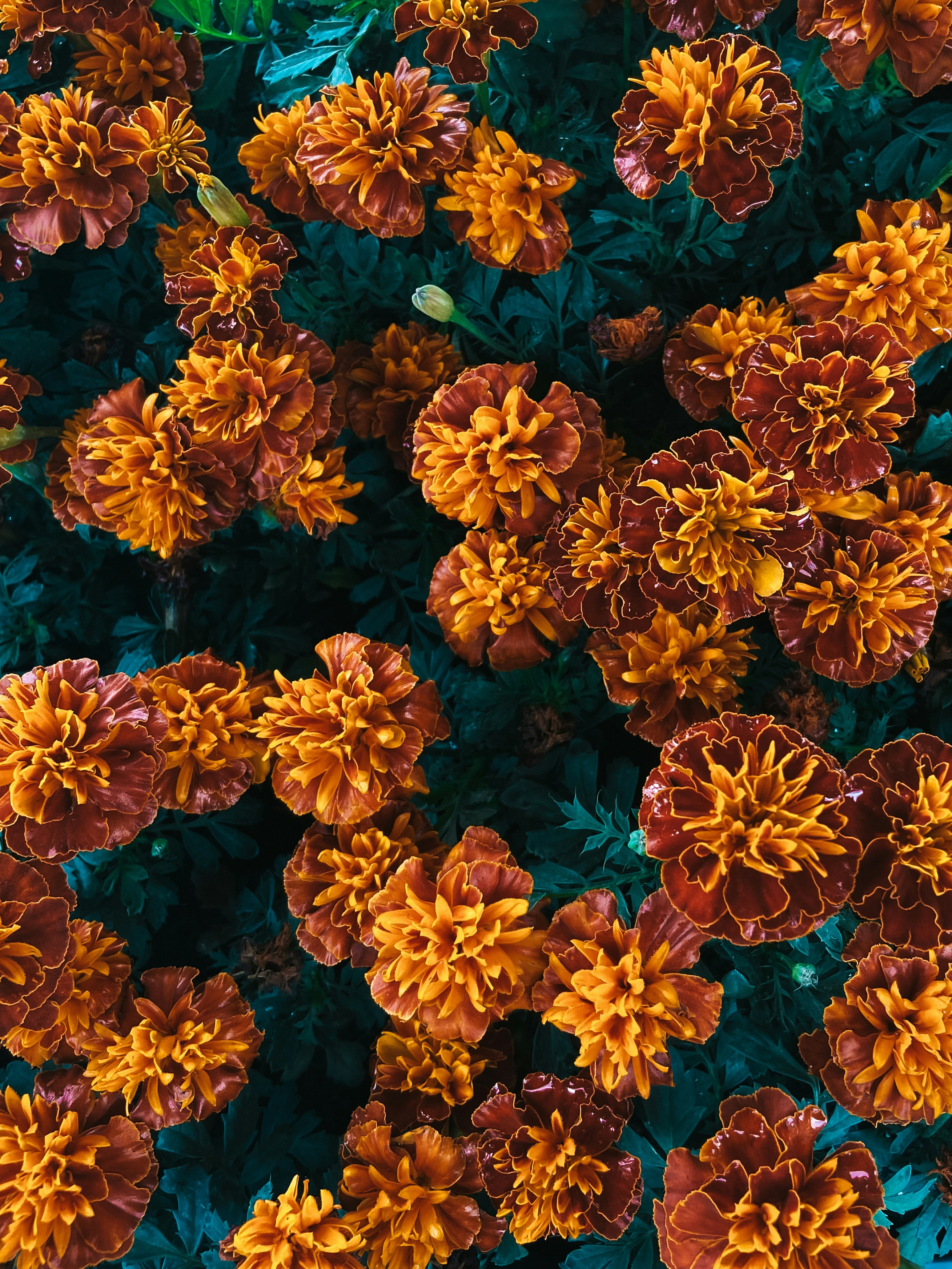 Amber Fire Blossoms: A Velvet Patch of Marigolds