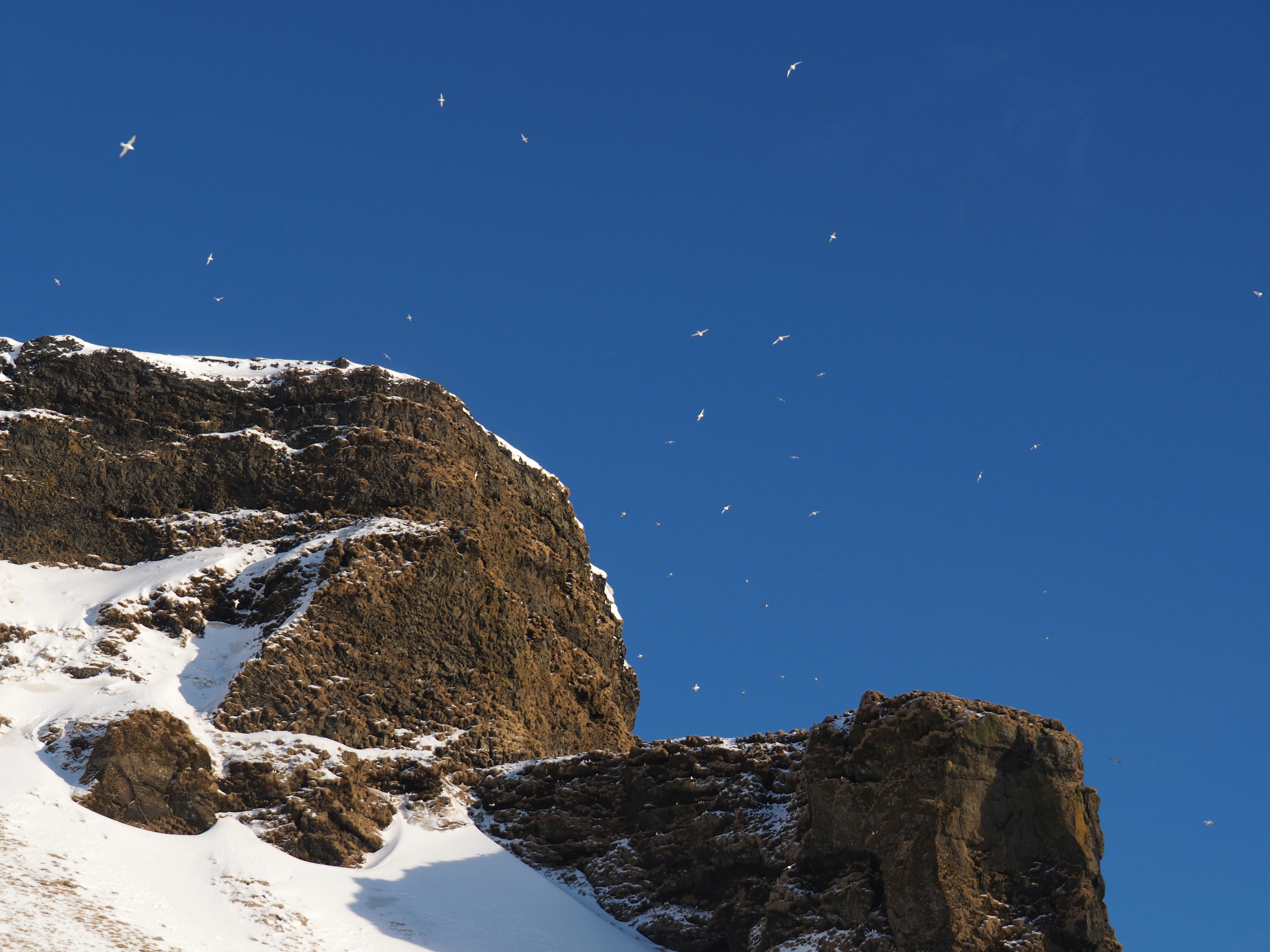 Snow-veined Cliffs Under a Clear Blue Canvas, Dotted with Seabird Flight