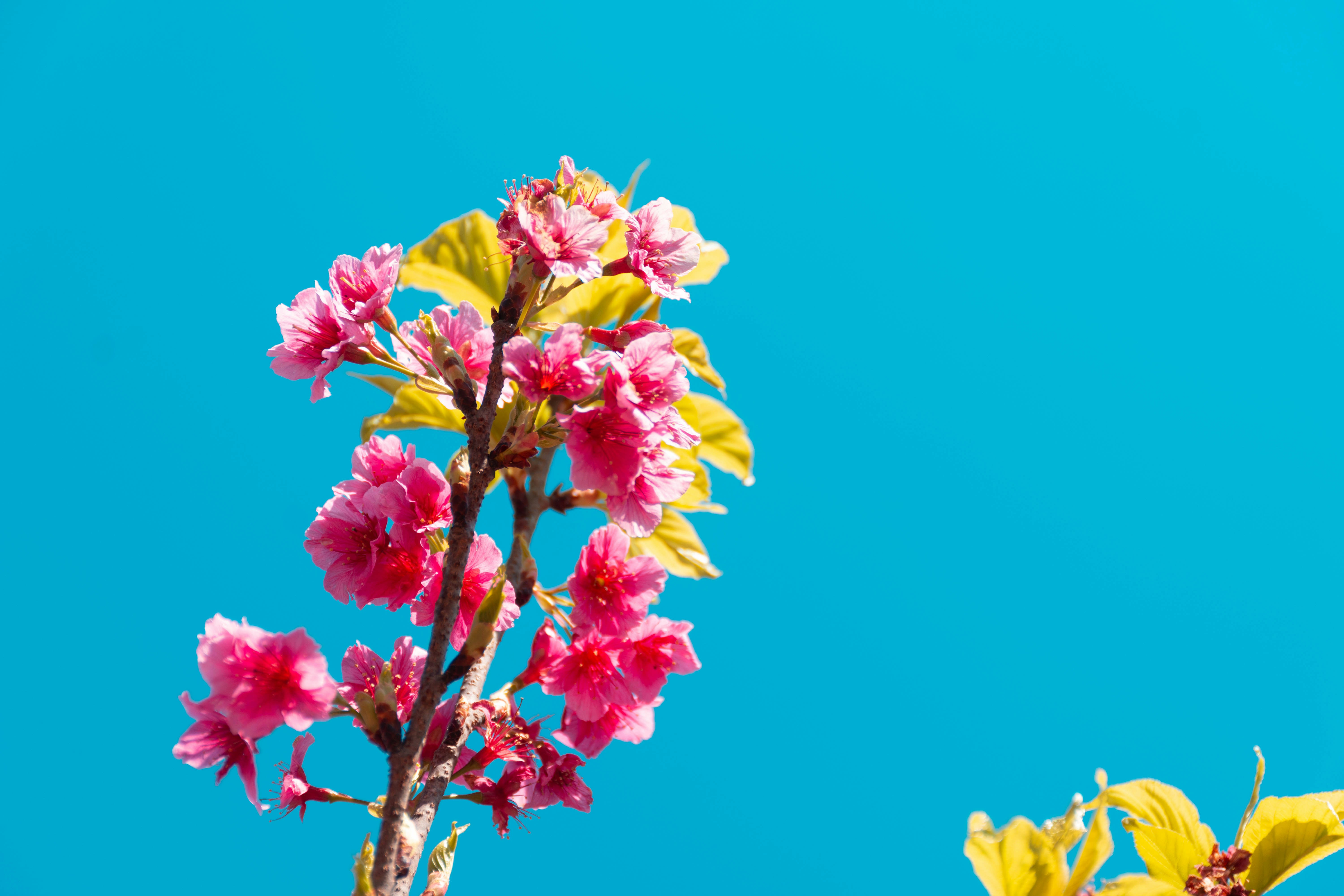 pink and yellow flower under blue sky during daytime