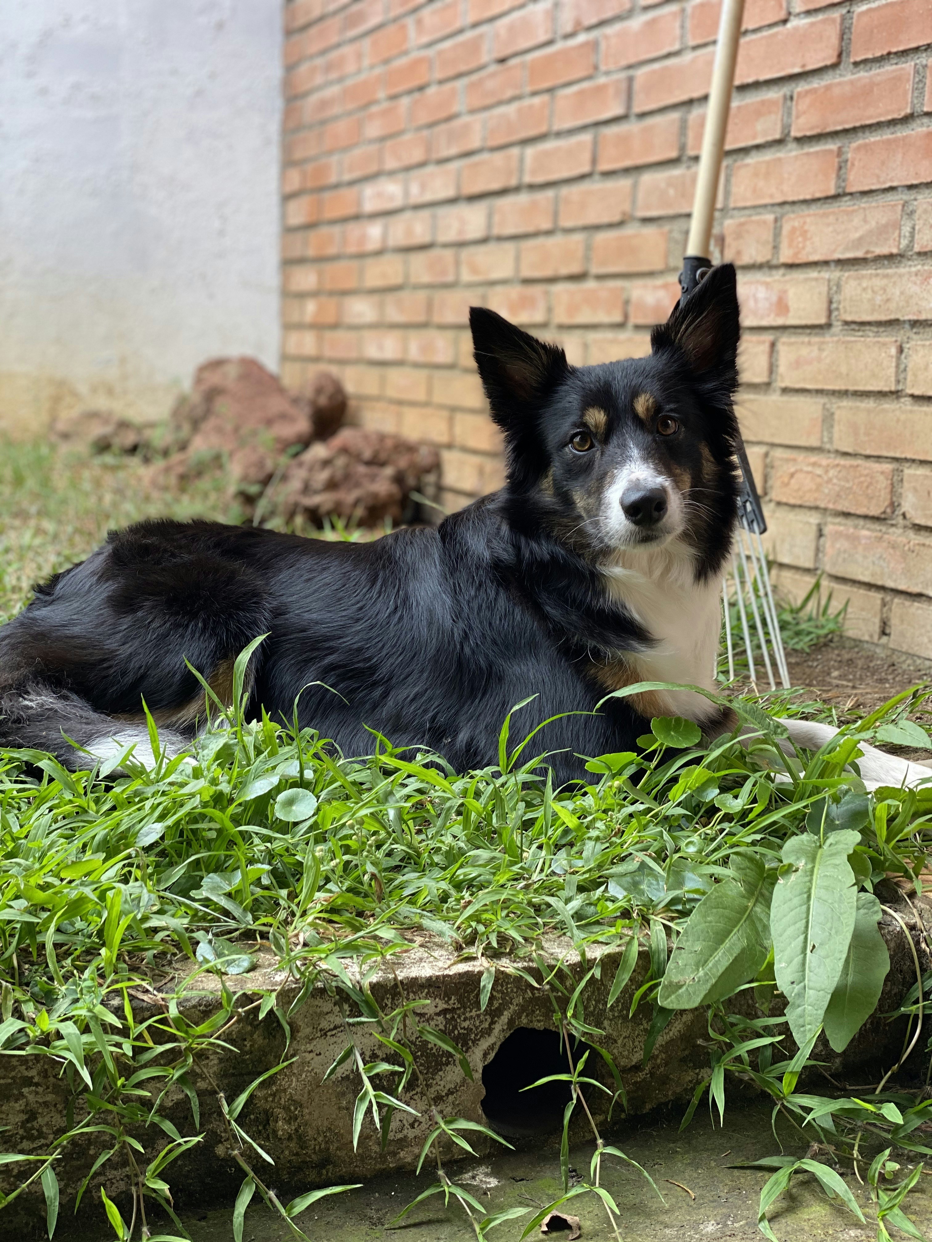 Black and white border collie lying on the ground photo – Free Jar ...