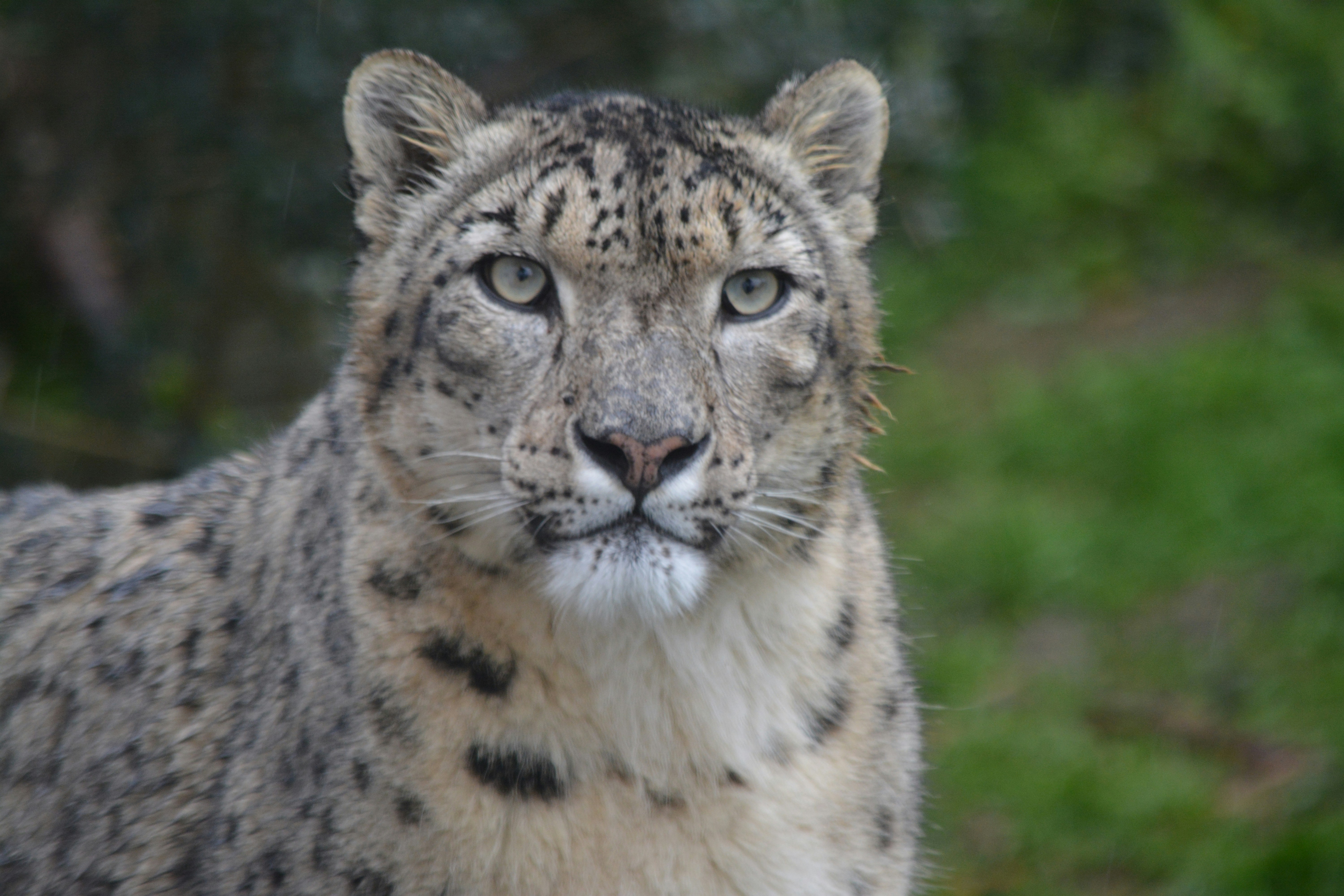 Focused Gaze: A Snow Leopardess Stares Down the Lens