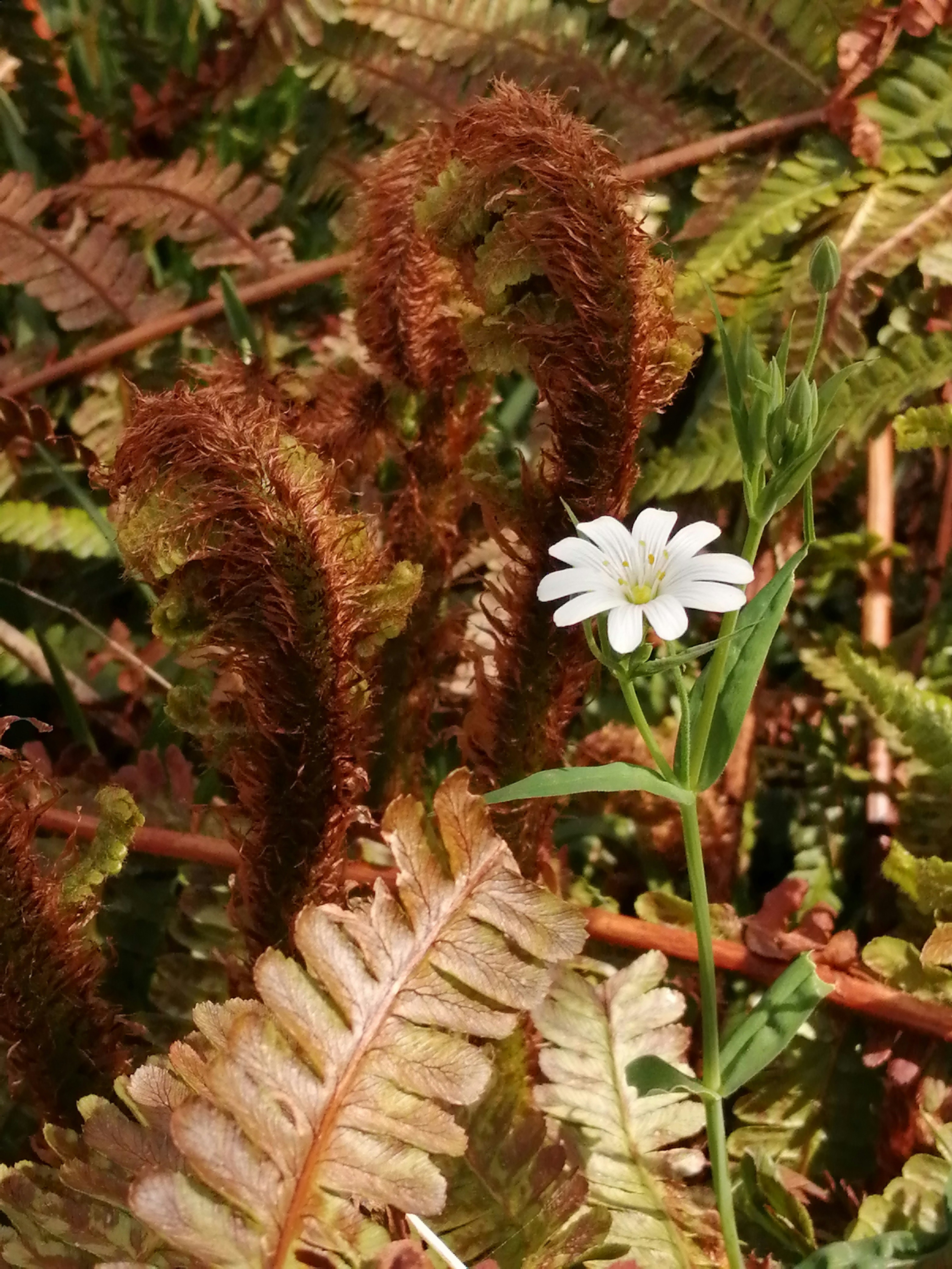 White Bloom Threads Through Copper Ferns