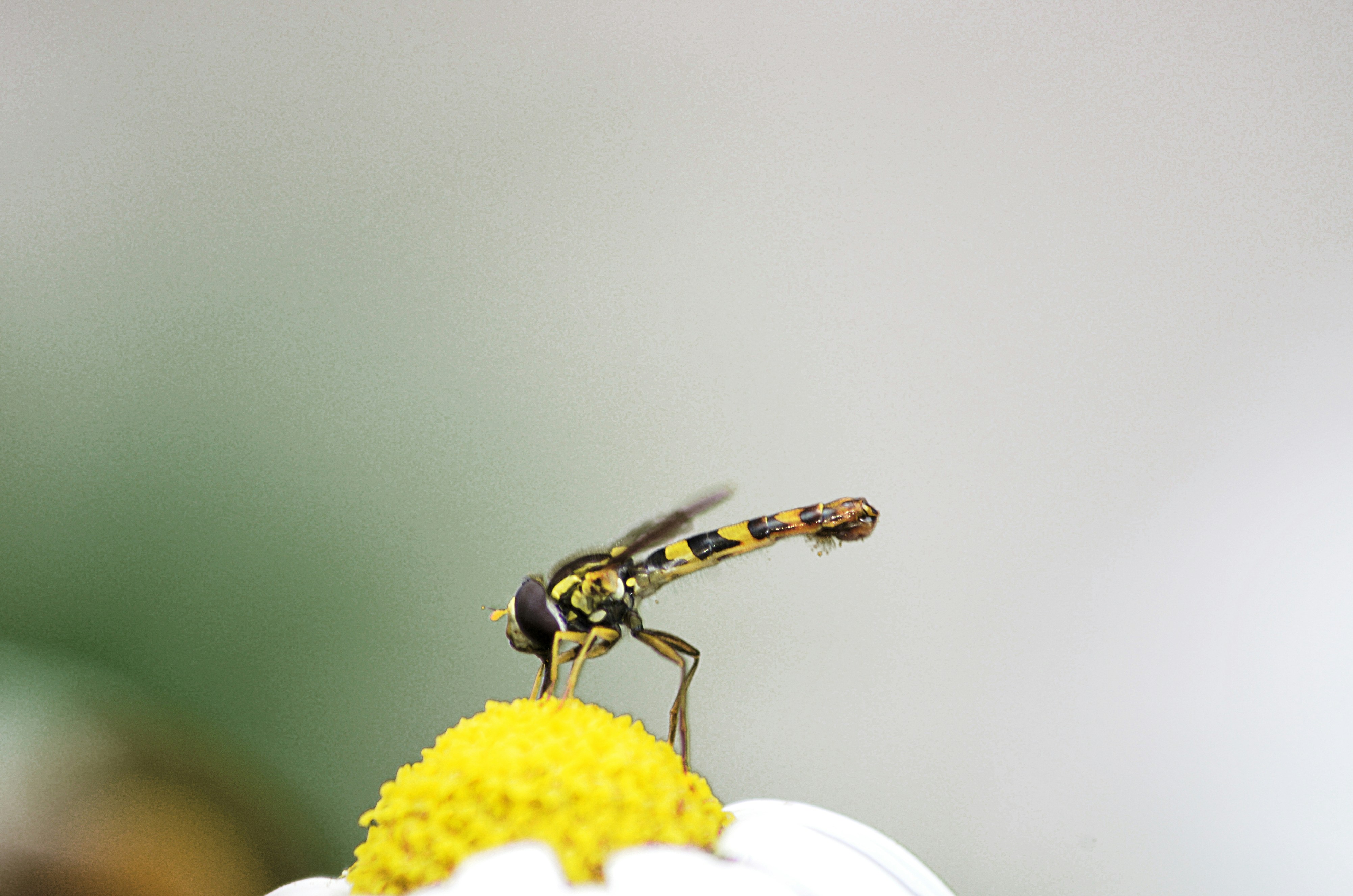 black and yellow bee on white daisy in close up photography during daytime