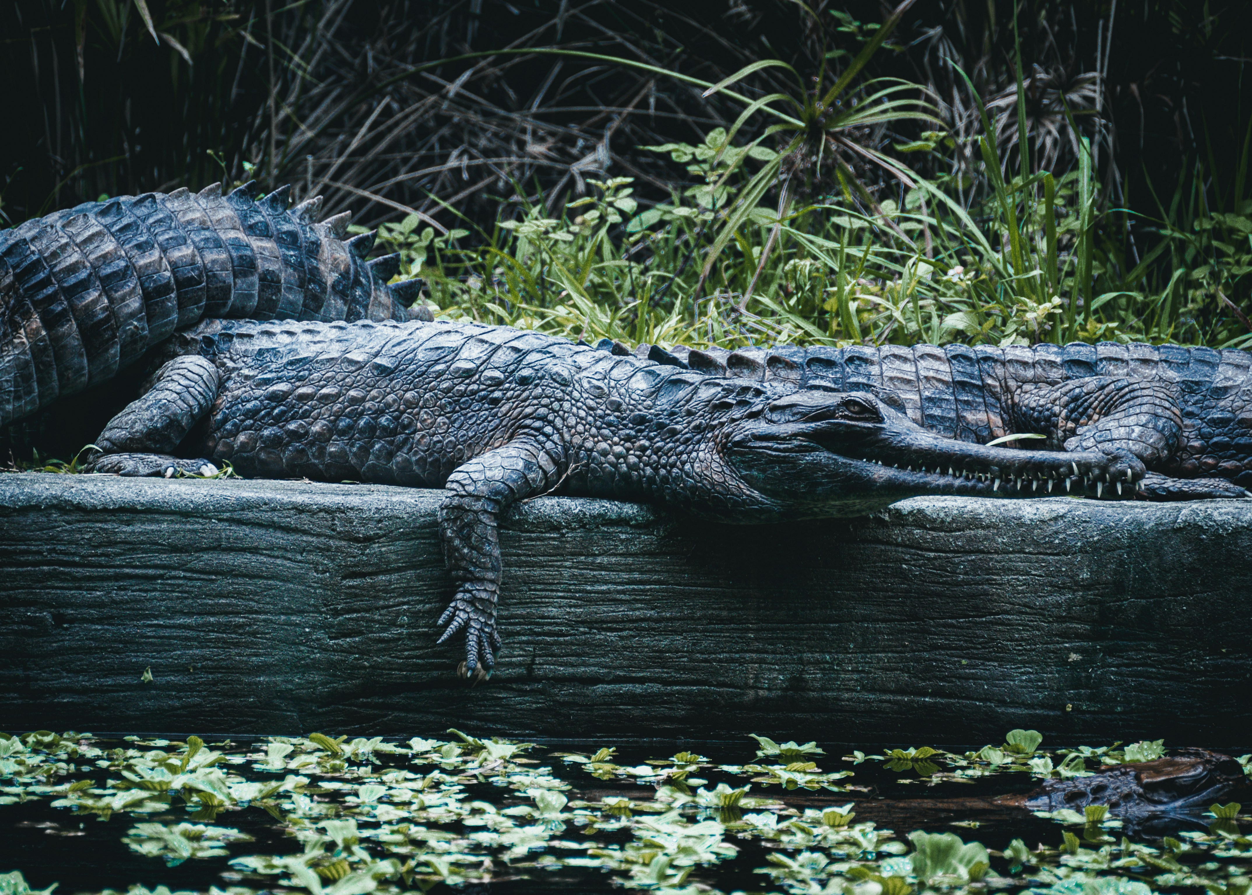 Cocodrilo negro sobre tronco de madera marrón foto – Imagen de Animal ...