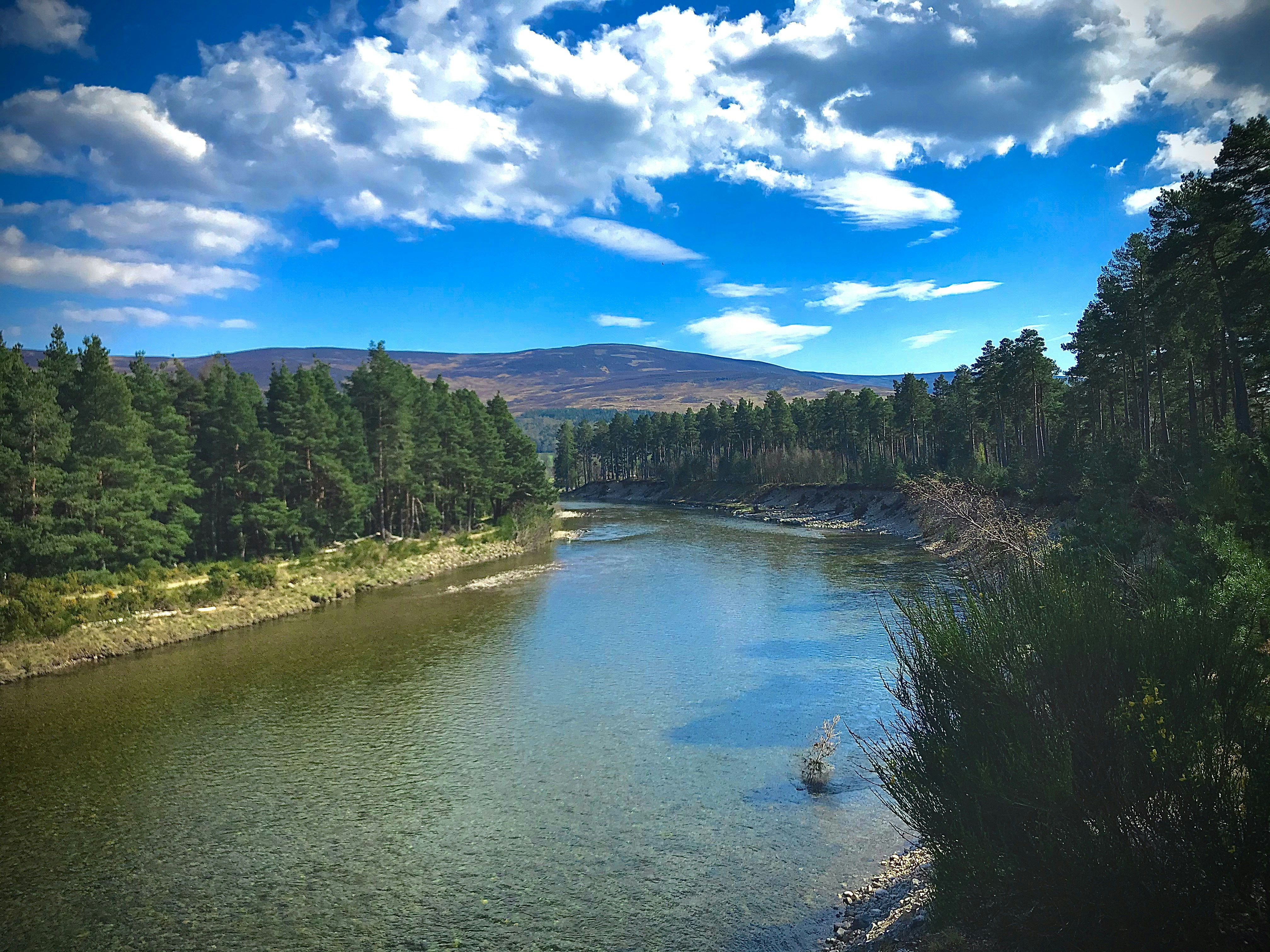 Green trees beside river under blue sky during daytime photo – Free ...