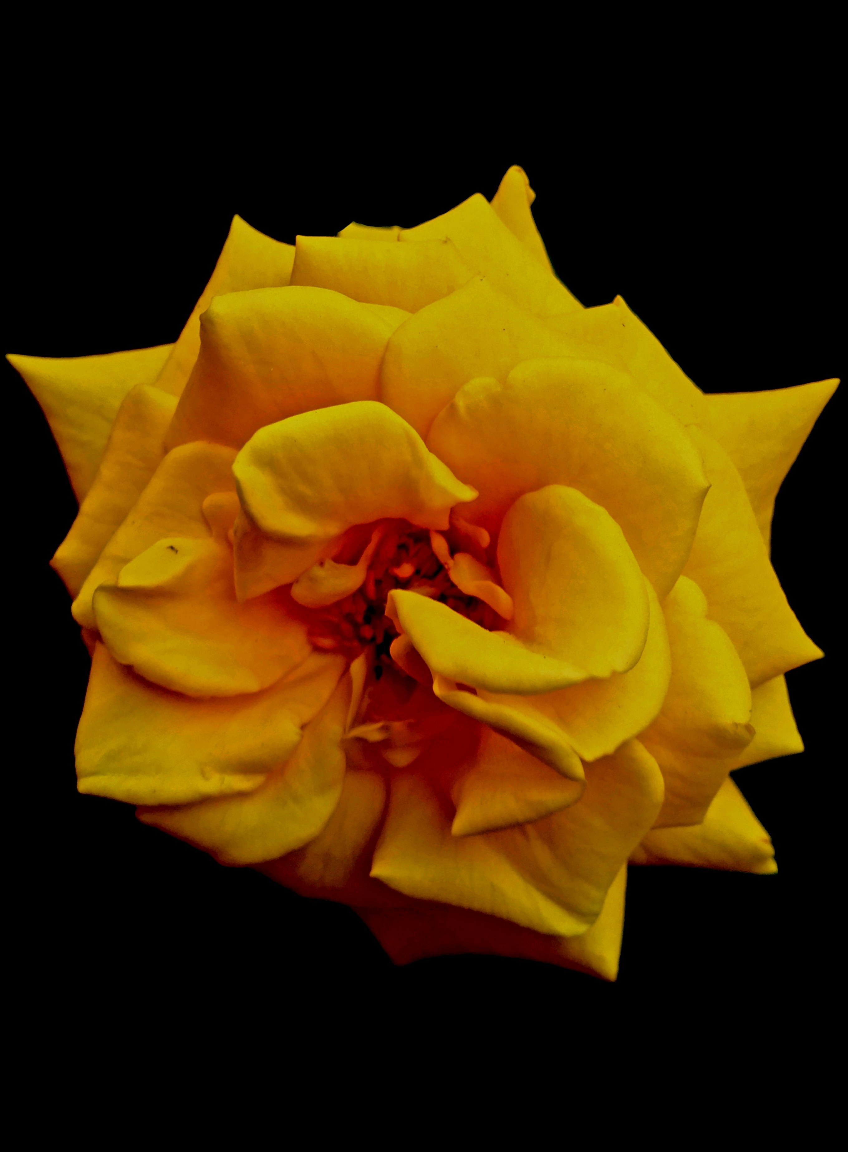 Golden Rosette on Velvet Night
