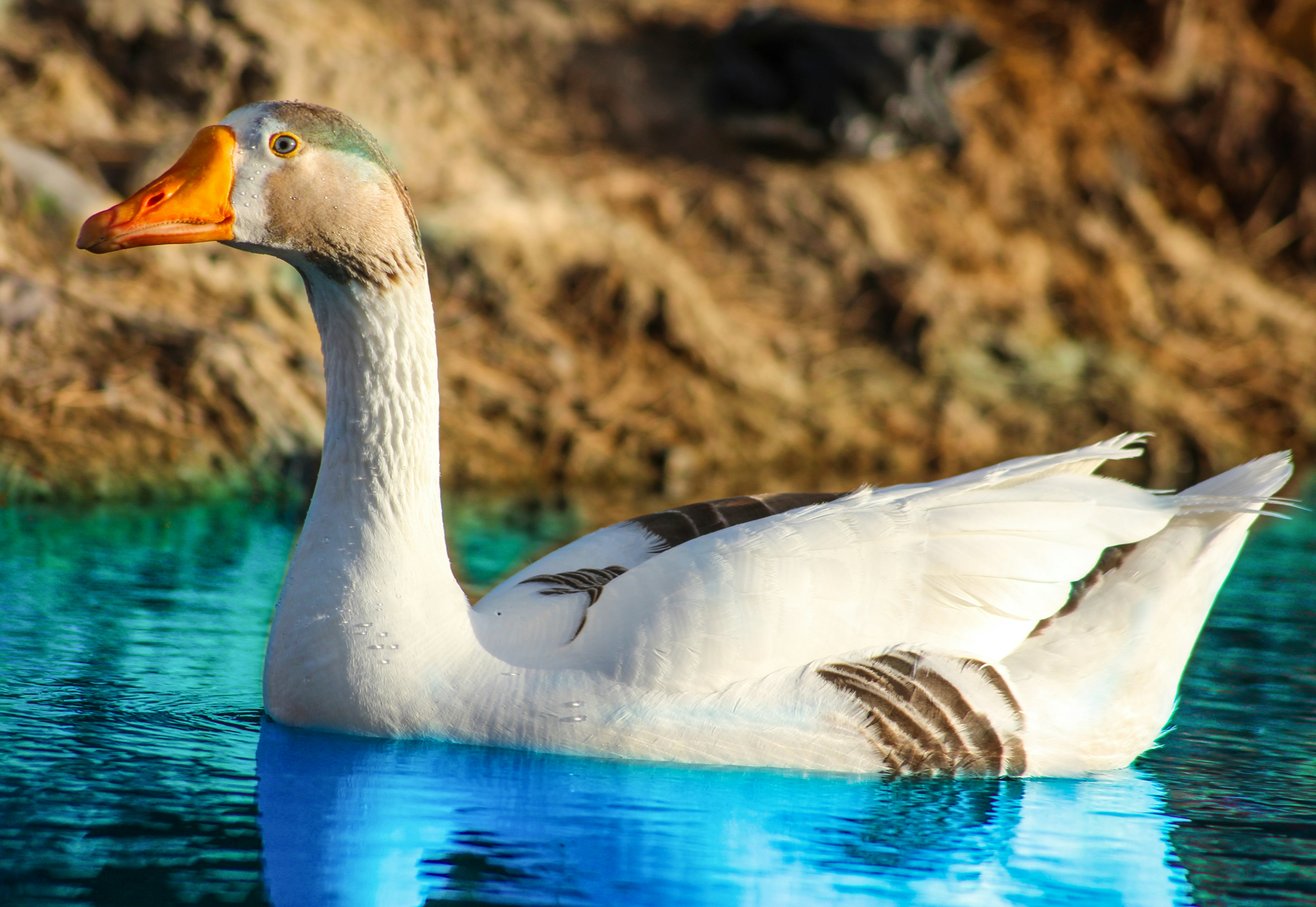 Azure Reverie: A White Goose Drifting Across Crystal-Cyan Waters
