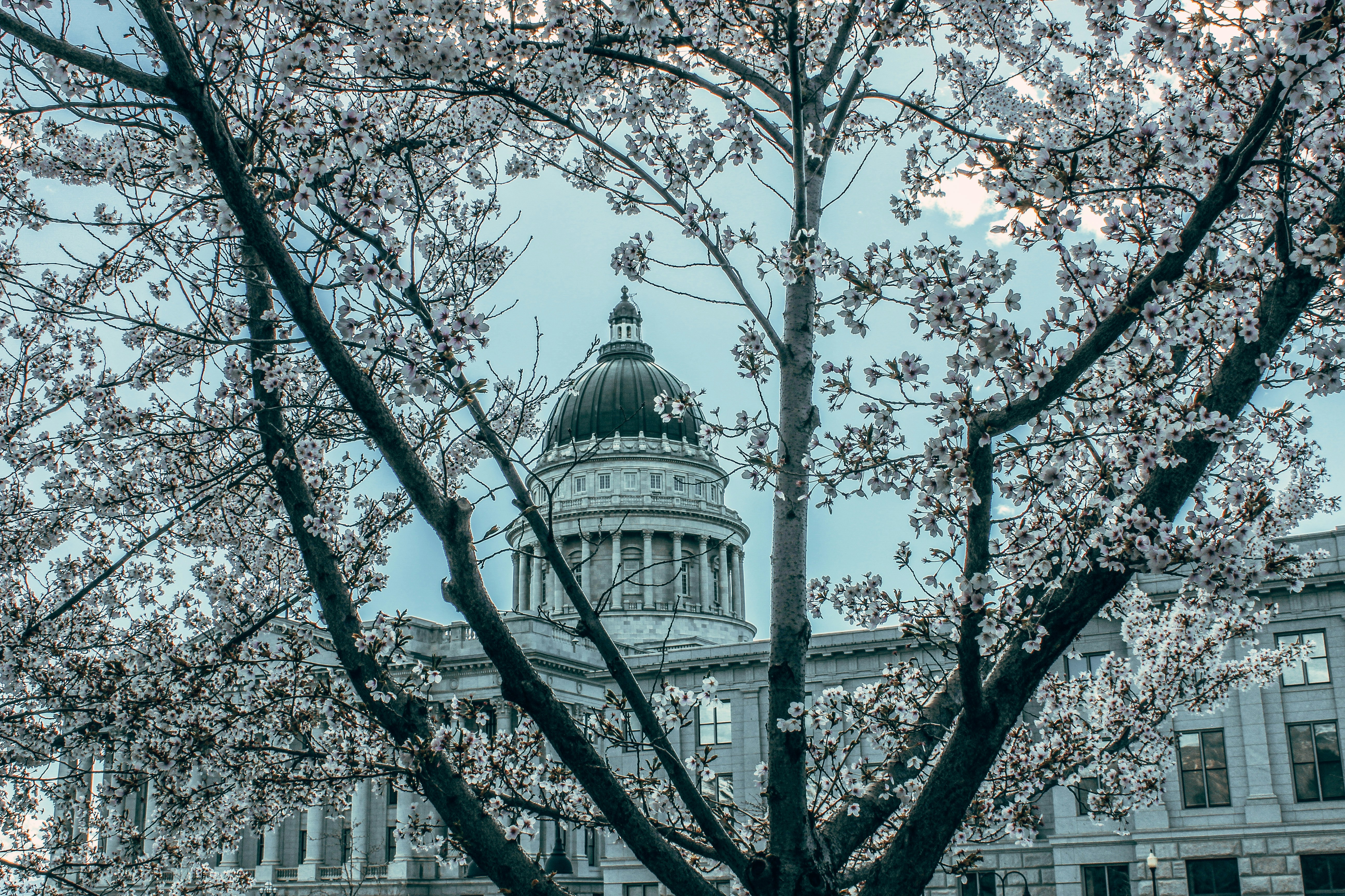 Cherry Blossoms Frame Architectural Elegance