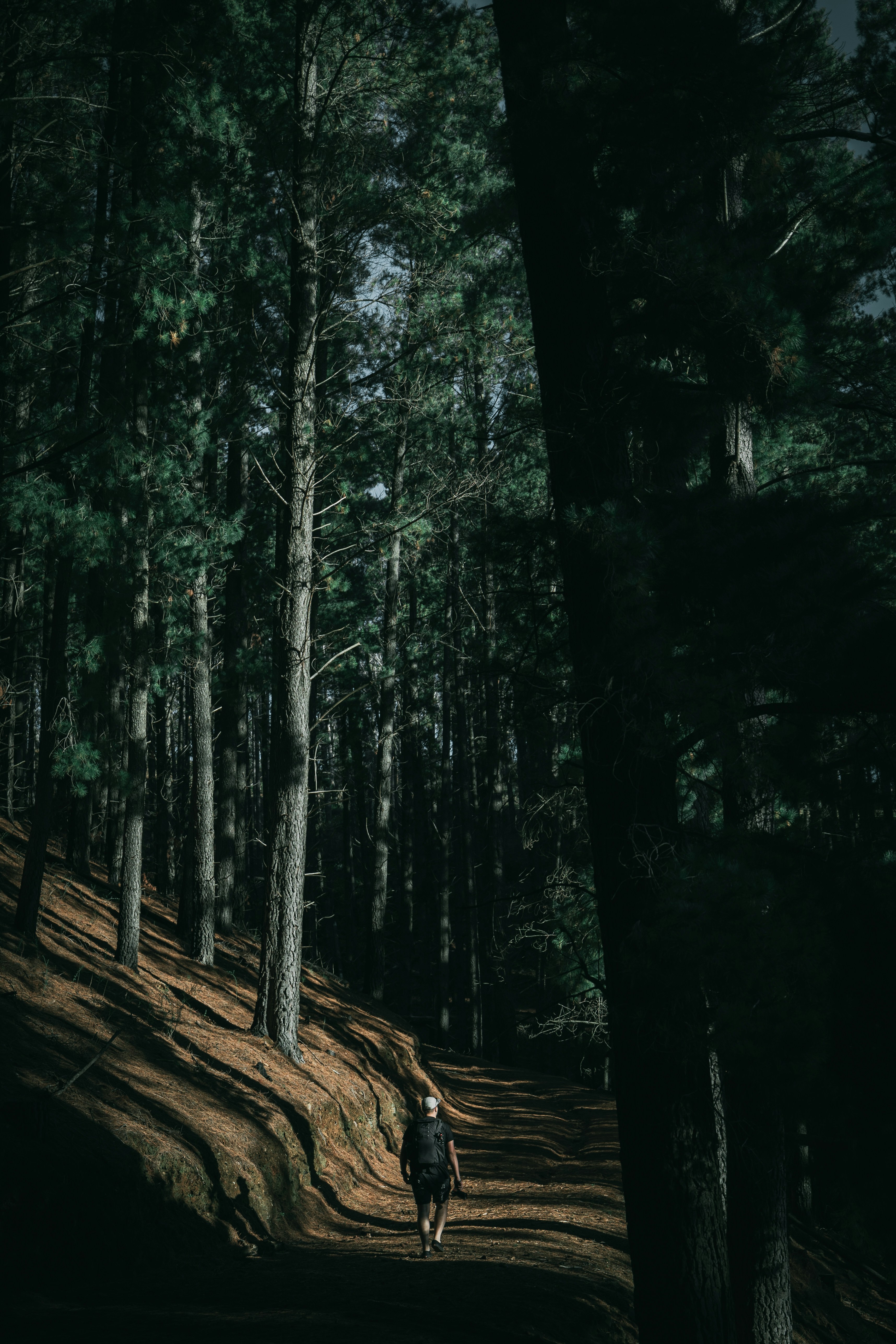 Nature Walk Pictures | Download Free Images on Unsplash