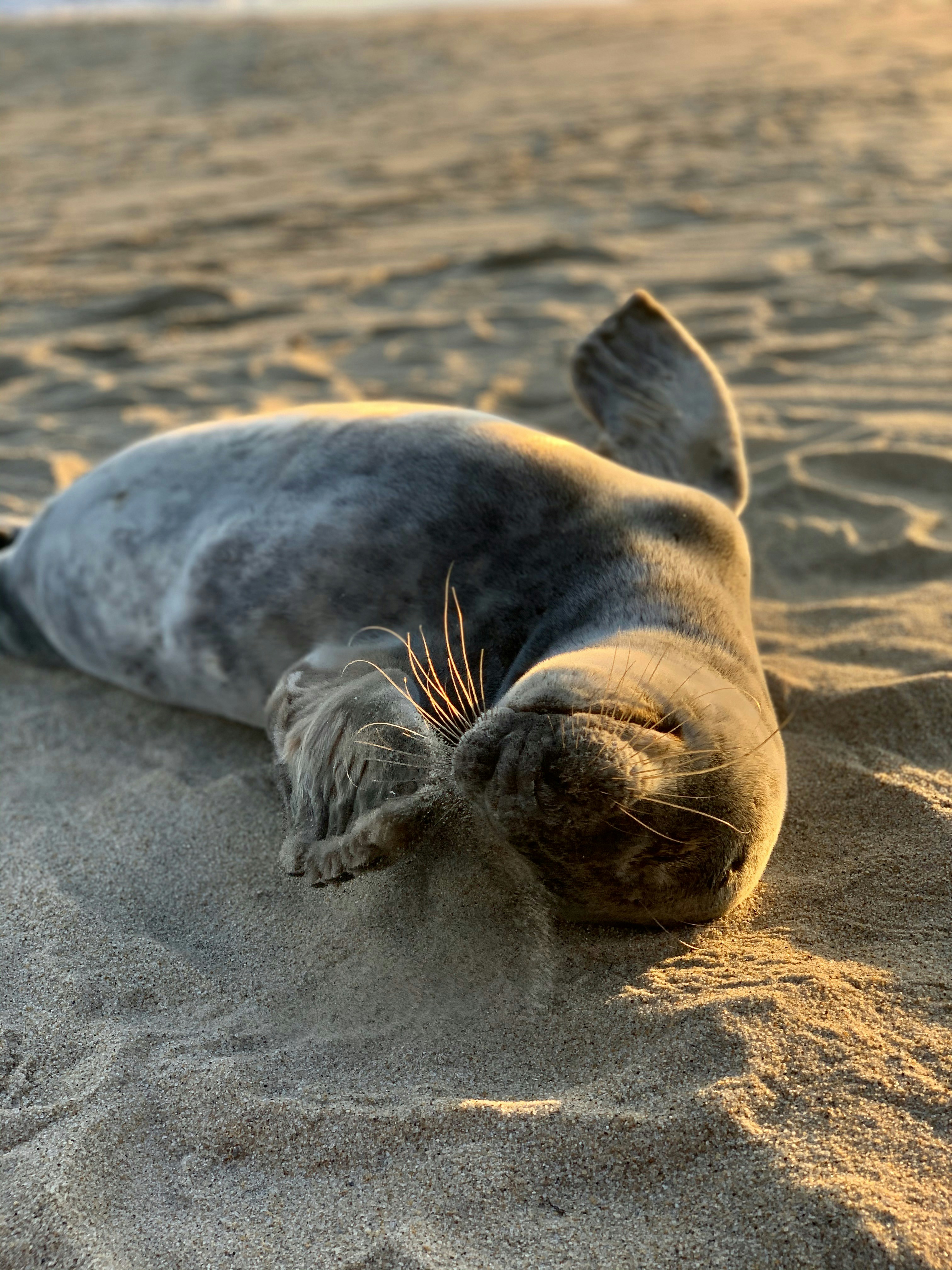 Seal pup resting on sandy beach during golden sunset.