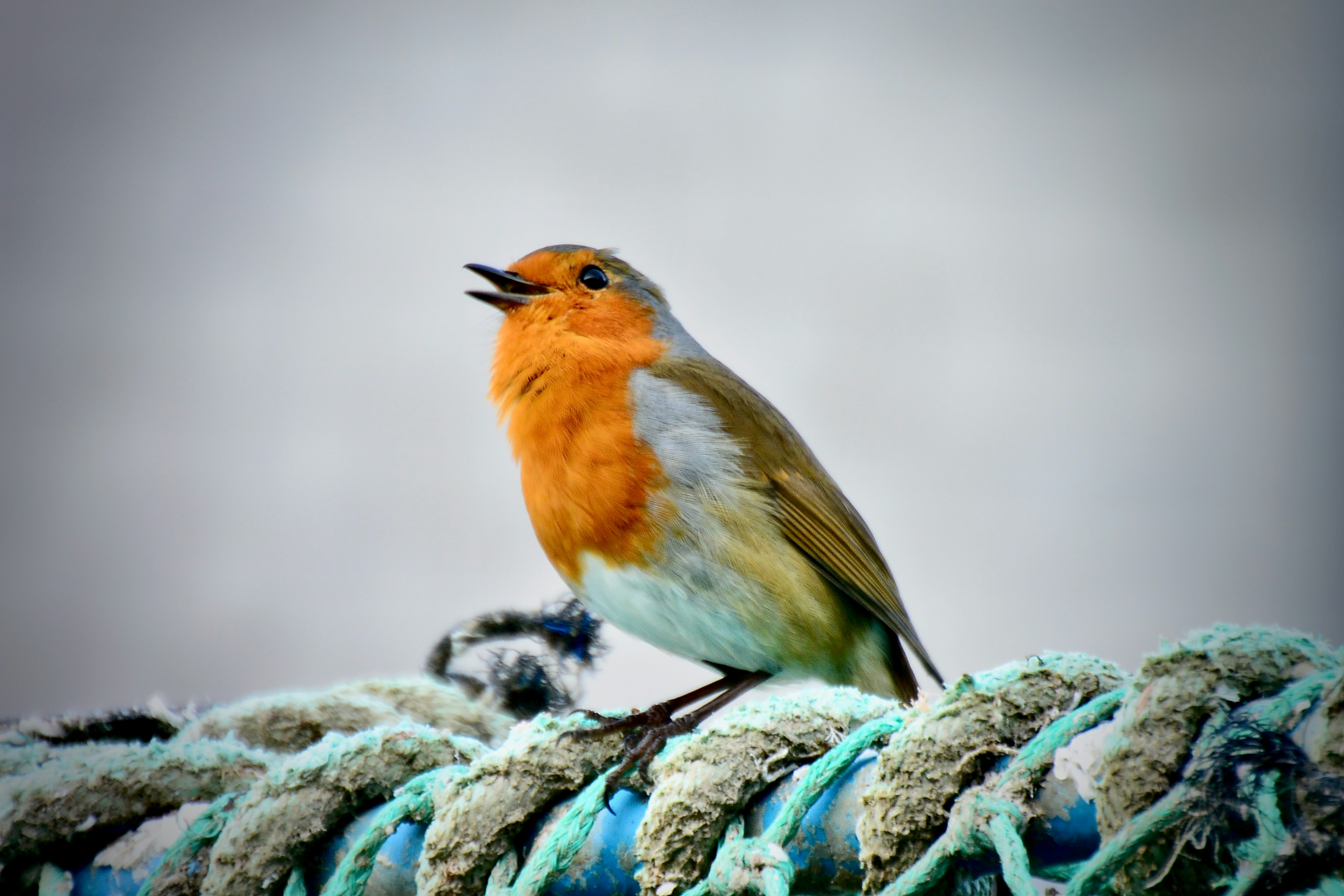 Robin on Weathered Rope: a pop of orange against a muted backdrop
