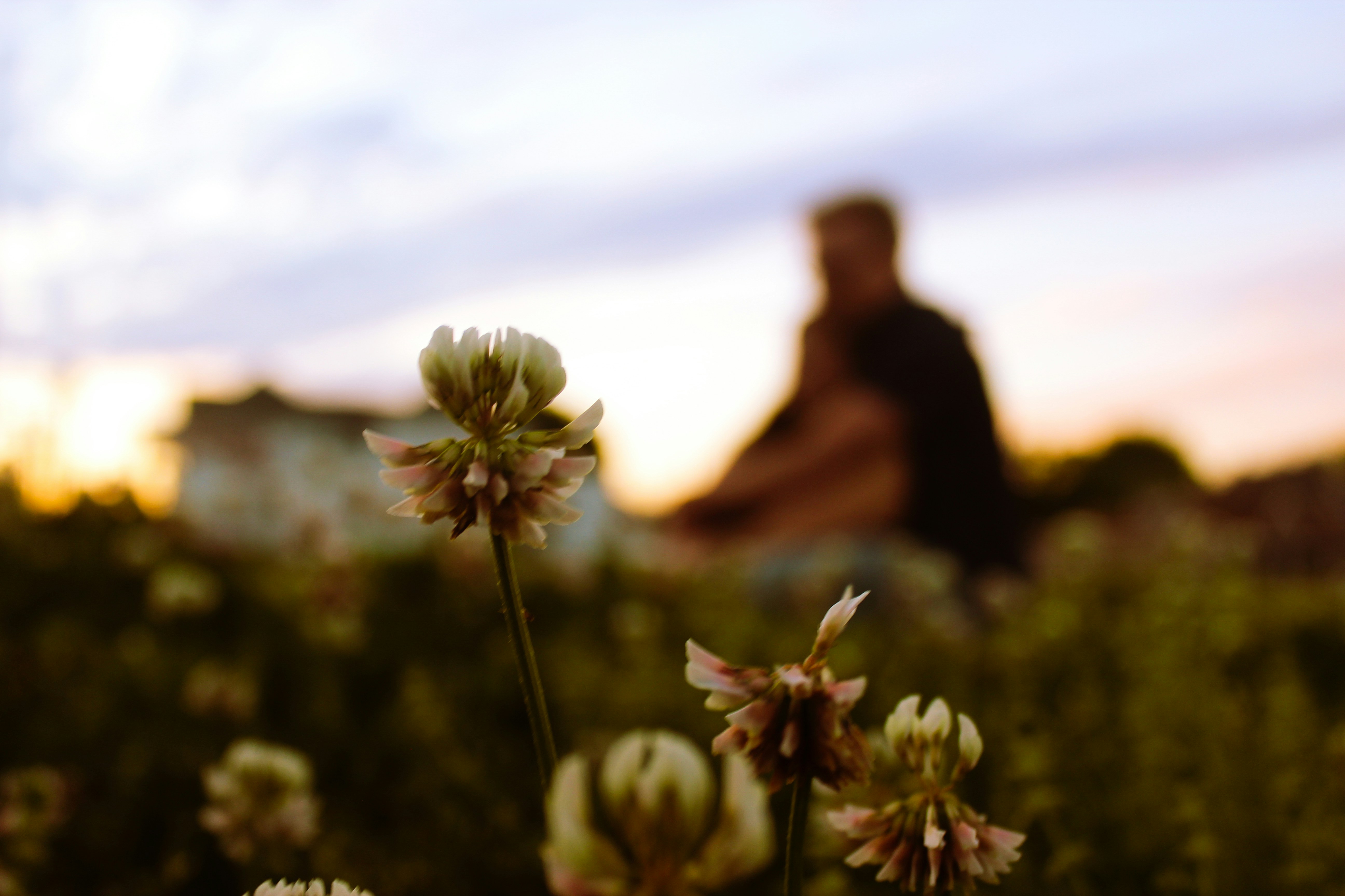 Delicate clover flowers in the foreground with a softly blurred figure in the background, capturing a serene moment during sunset.