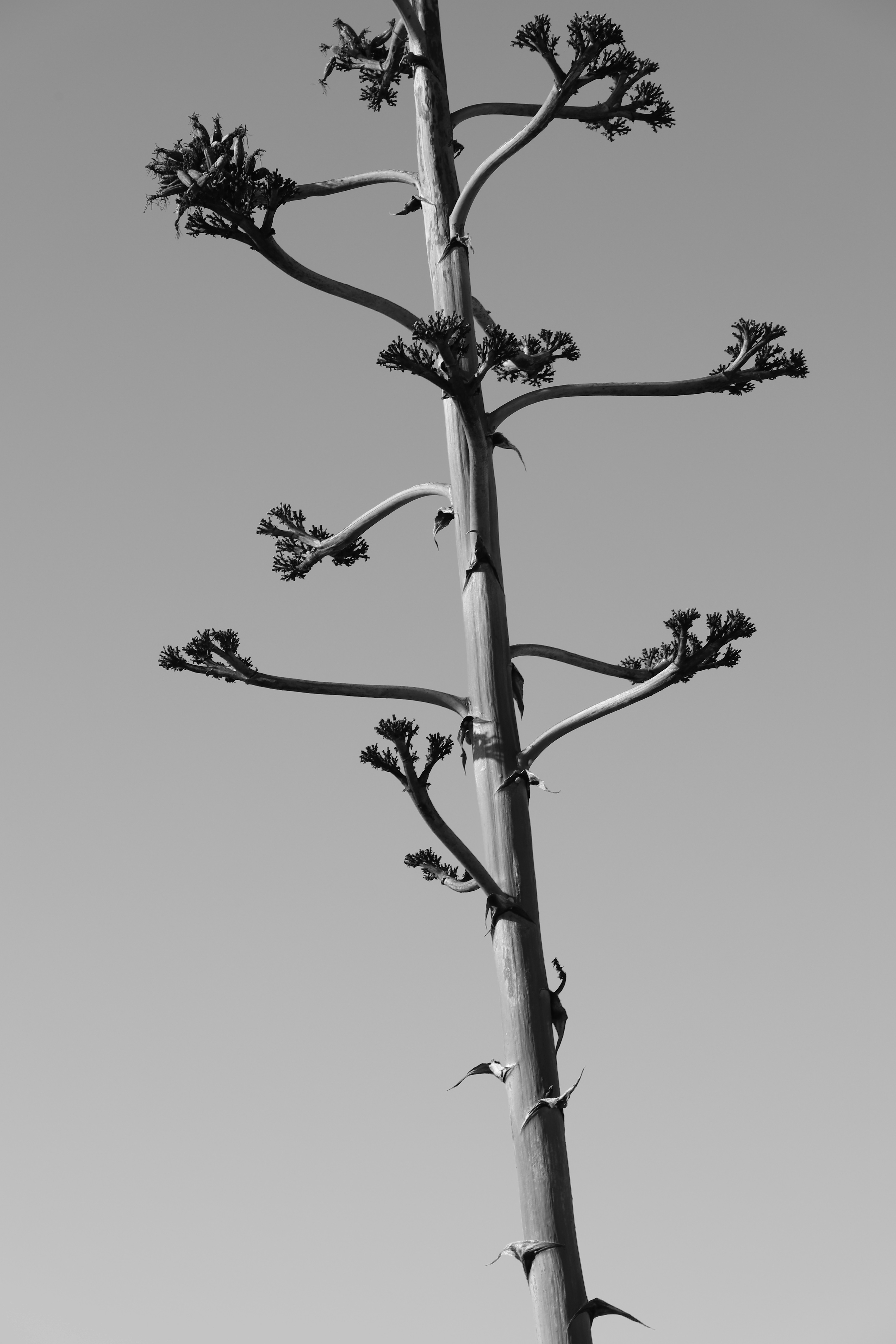 Vertical Sentinel: A Tall Leafless Tree with Whorl-like Branches in Monochrome