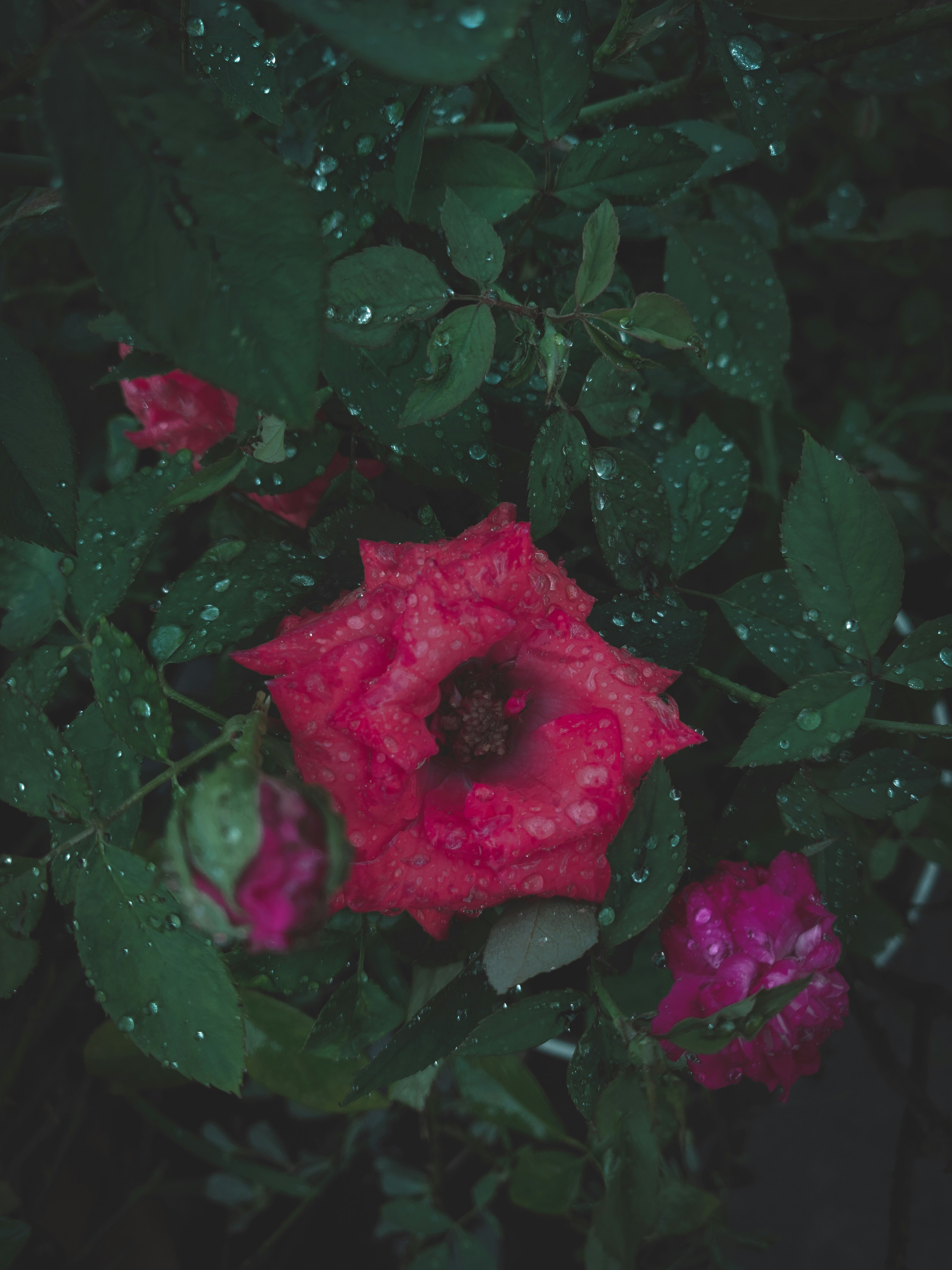 Promenade Du Colonel Rose Photos | Télécharger des images gratuites sur ...