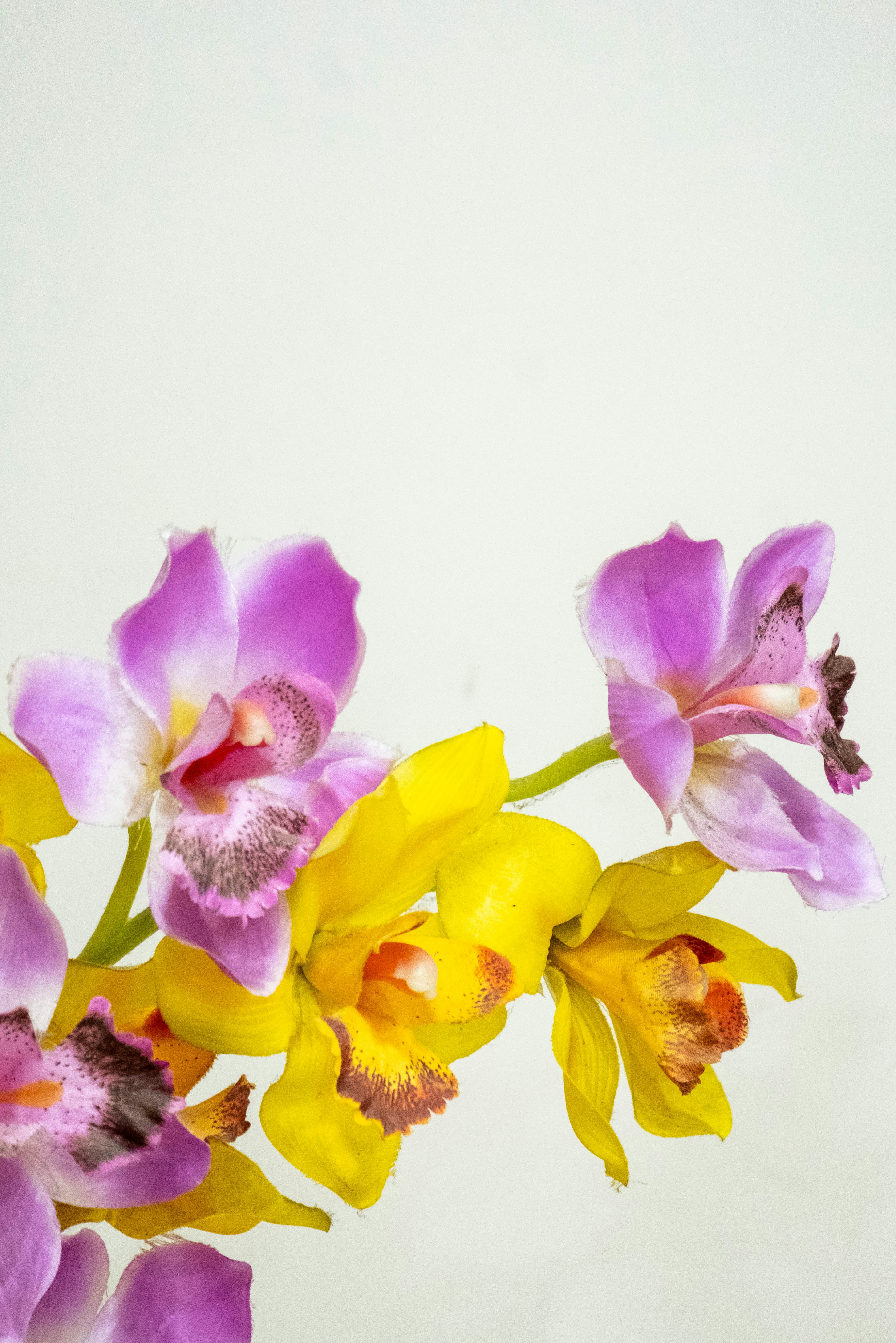 A vibrant arrangement of purple and yellow orchids against a neutral background, showcasing their intricate details and natural beauty.