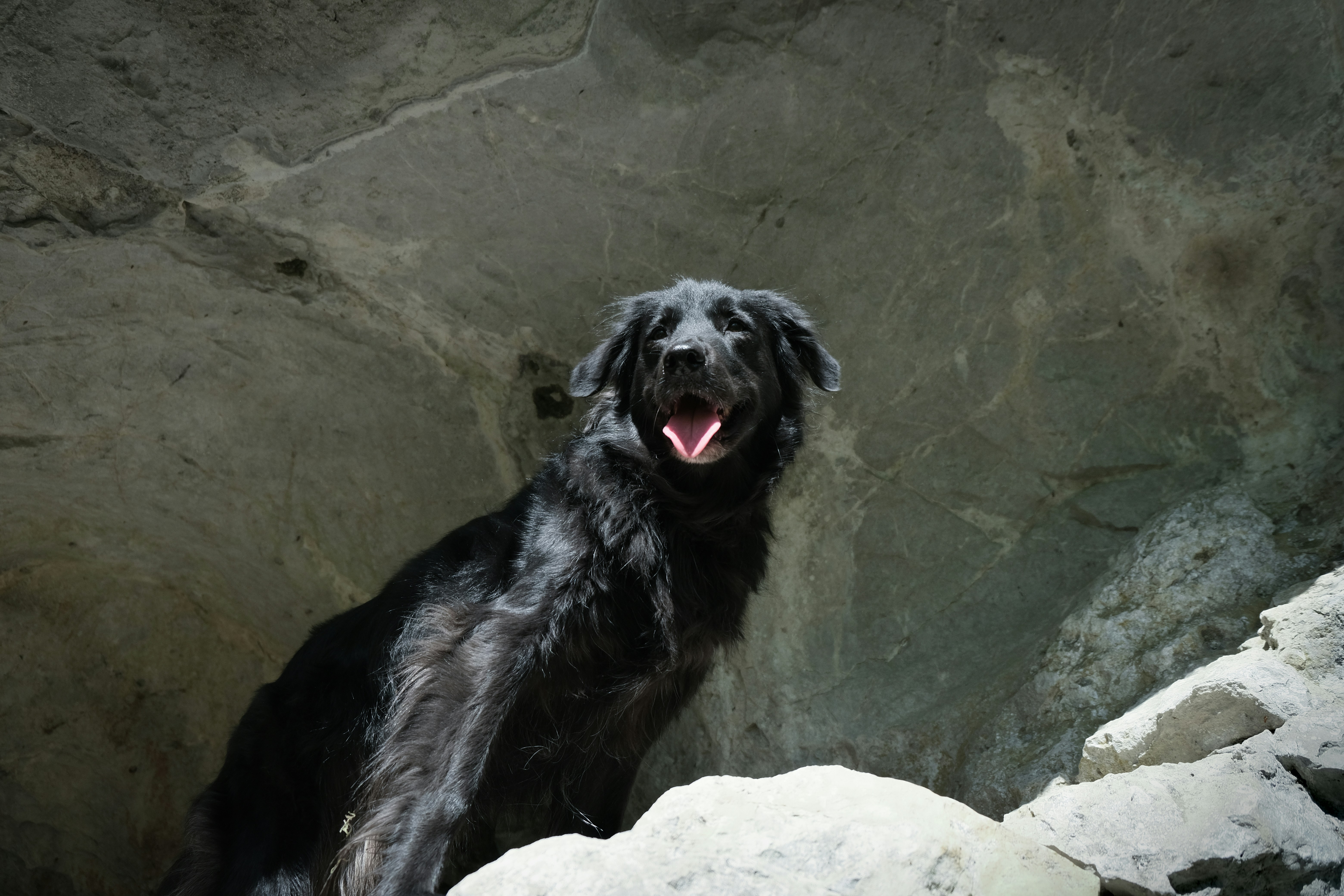 Mid-Adventure Black Paws: A Grinning Border Collie Scout in a Rock Niche