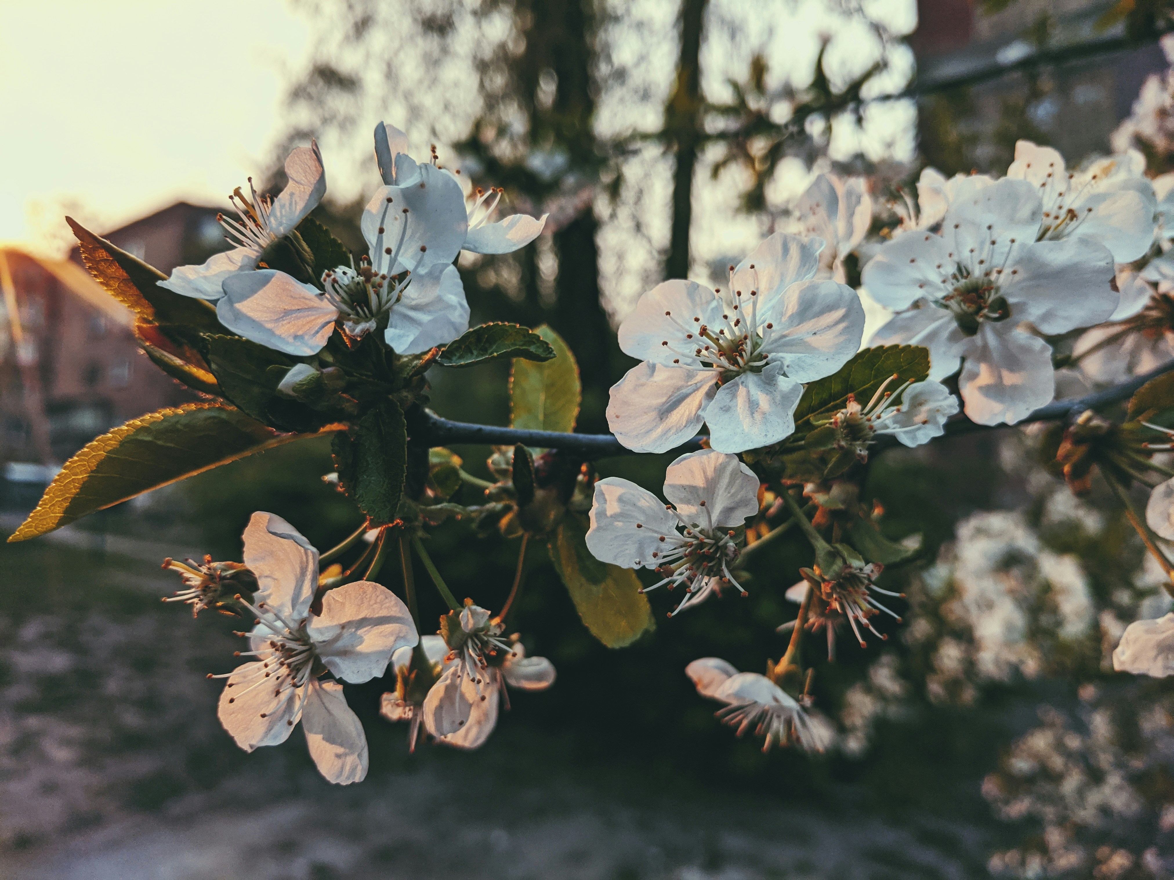 Delicate white blossoms cluster on a branch, illuminated by the soft glow of sunset in the background.