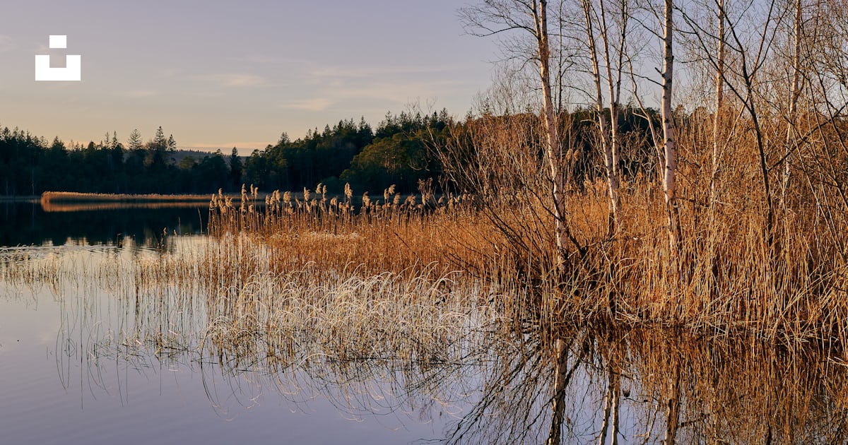 Brown Grass Near Body Of Water During Daytime Photo Free Osterseen