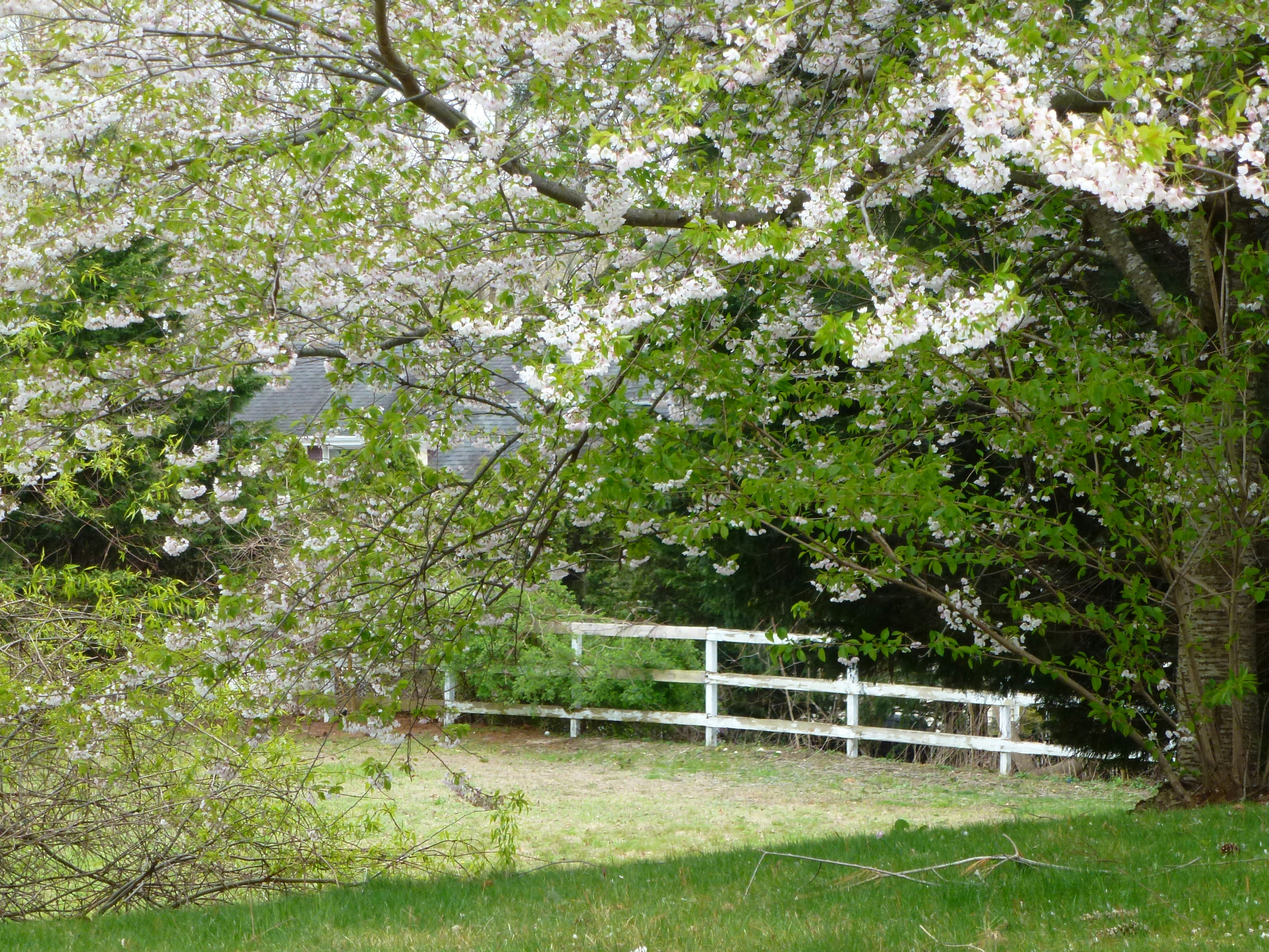 Cherry blossoms frame a serene garden scene, highlighting a white fence nestled among vibrant greenery. The gentle hues of spring come alive.