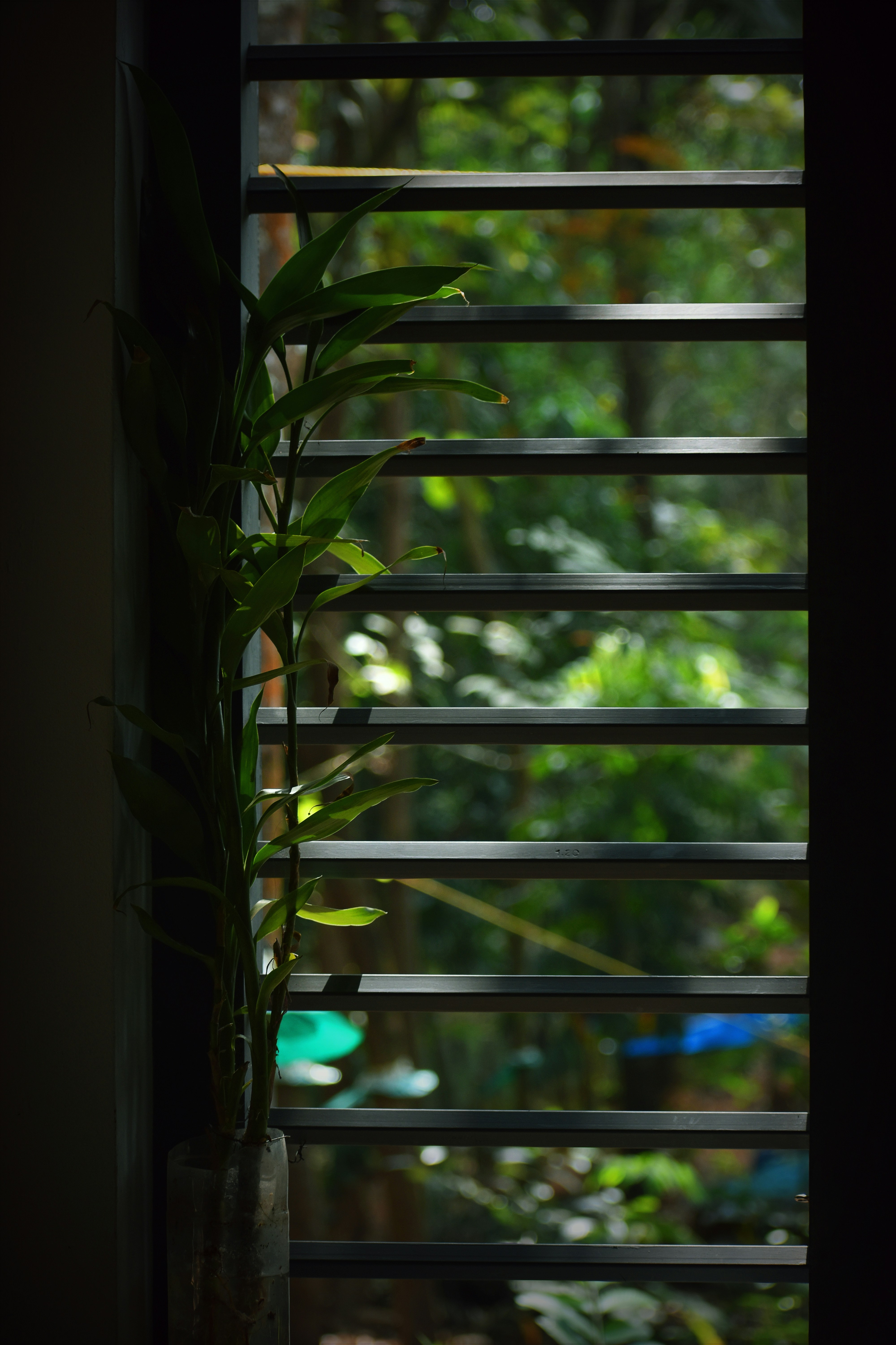 Lush green foliage seen through slatted window blinds, creating a natural frame. The interplay of light and shadow enhances the tranquil atmosphere.