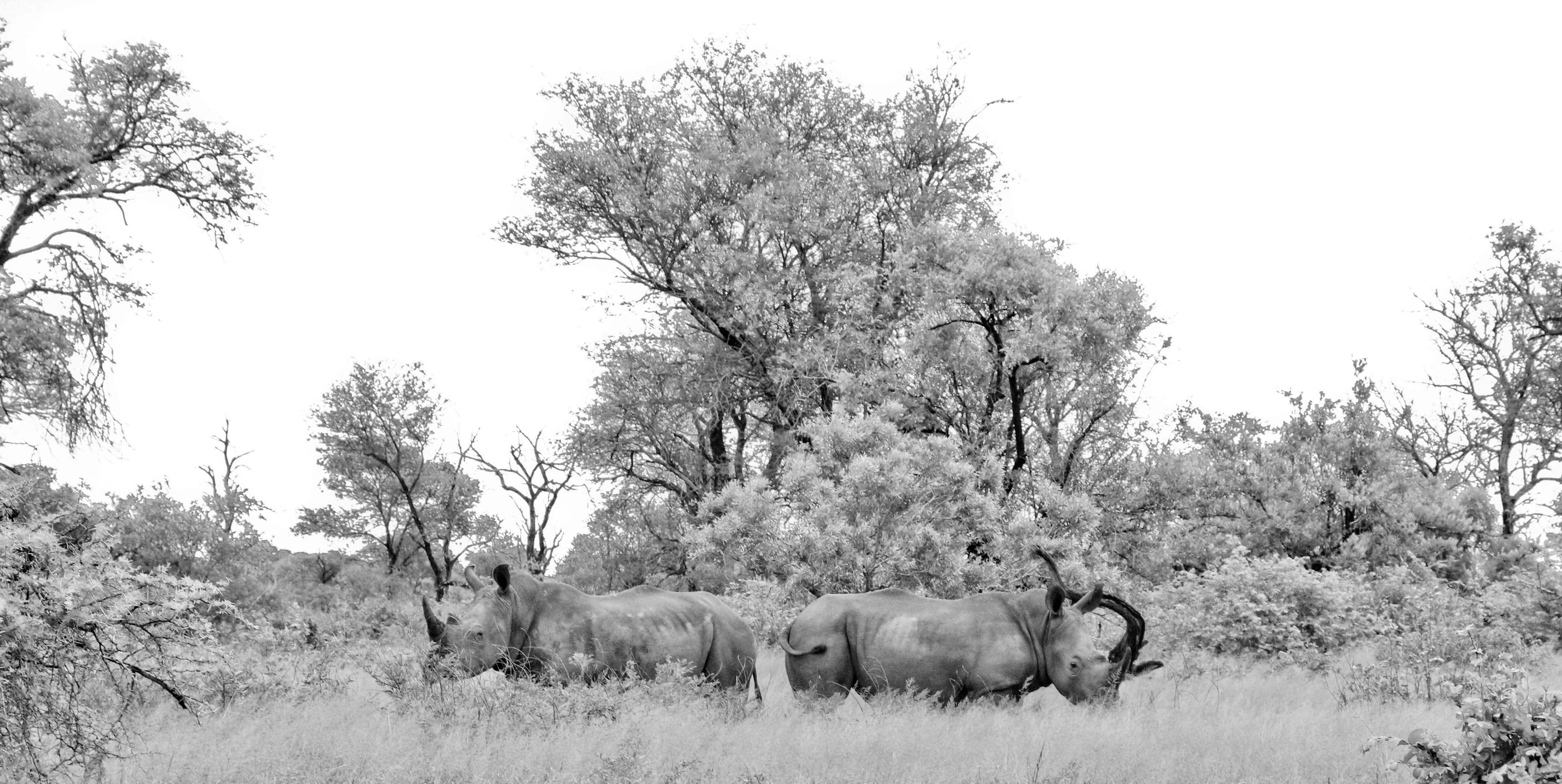 Monochrome Moment: Rhinos in a Quiet Savanna