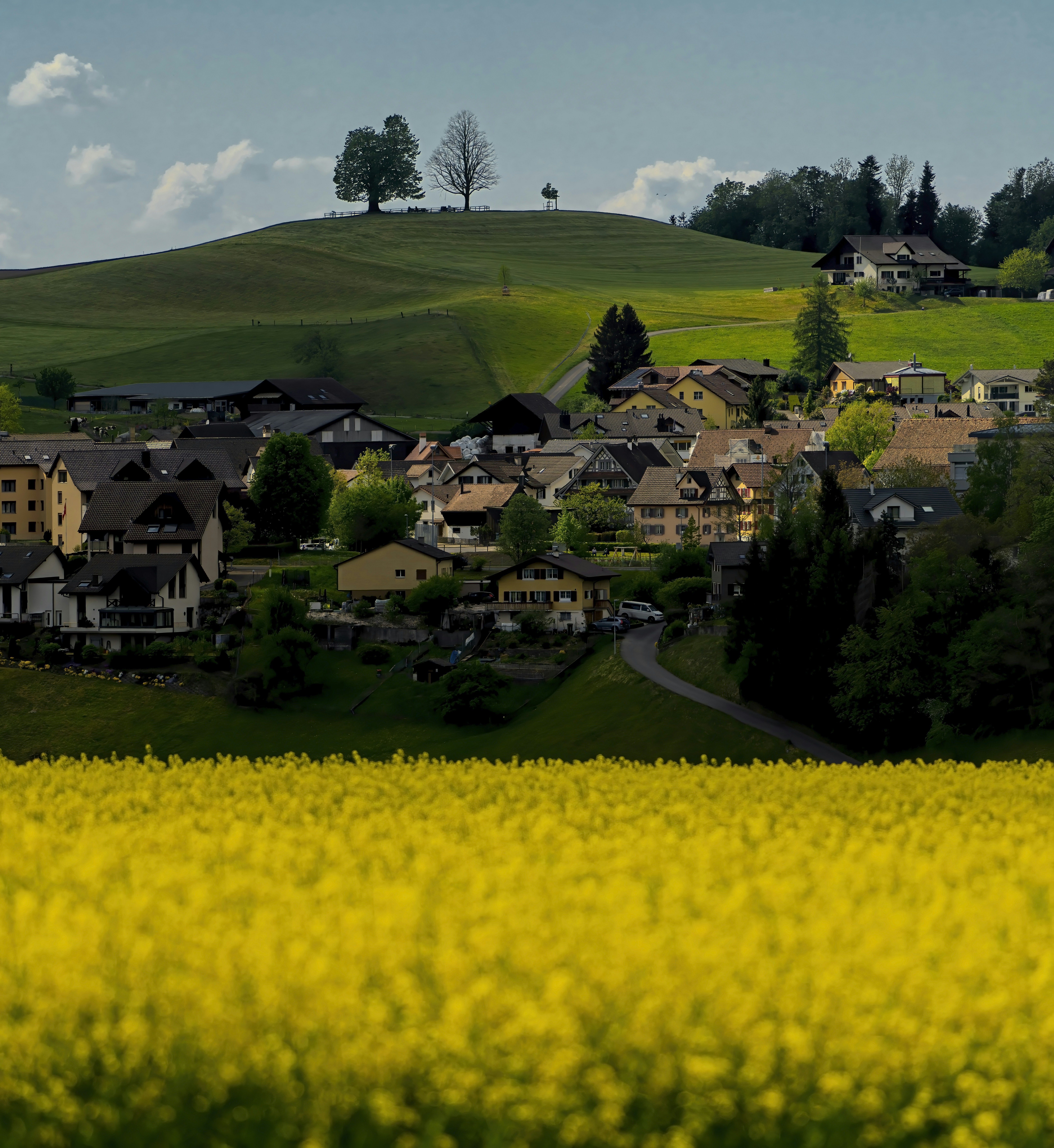 Yellow flower field during daytime photo – Free Neuheim Image on Unsplash