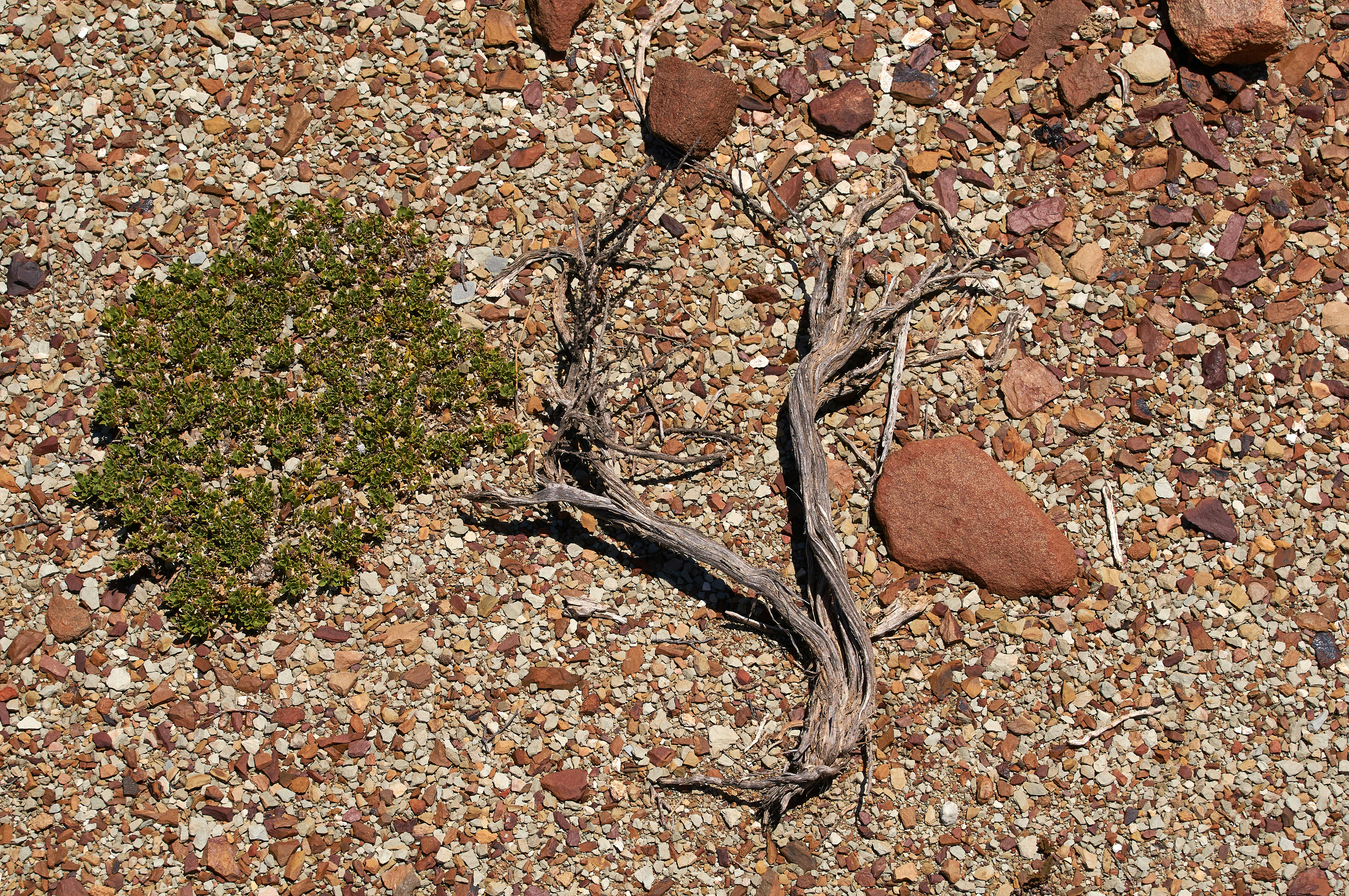 Desert Spine: A Weathered Branch Traversing a Pebble Canvas