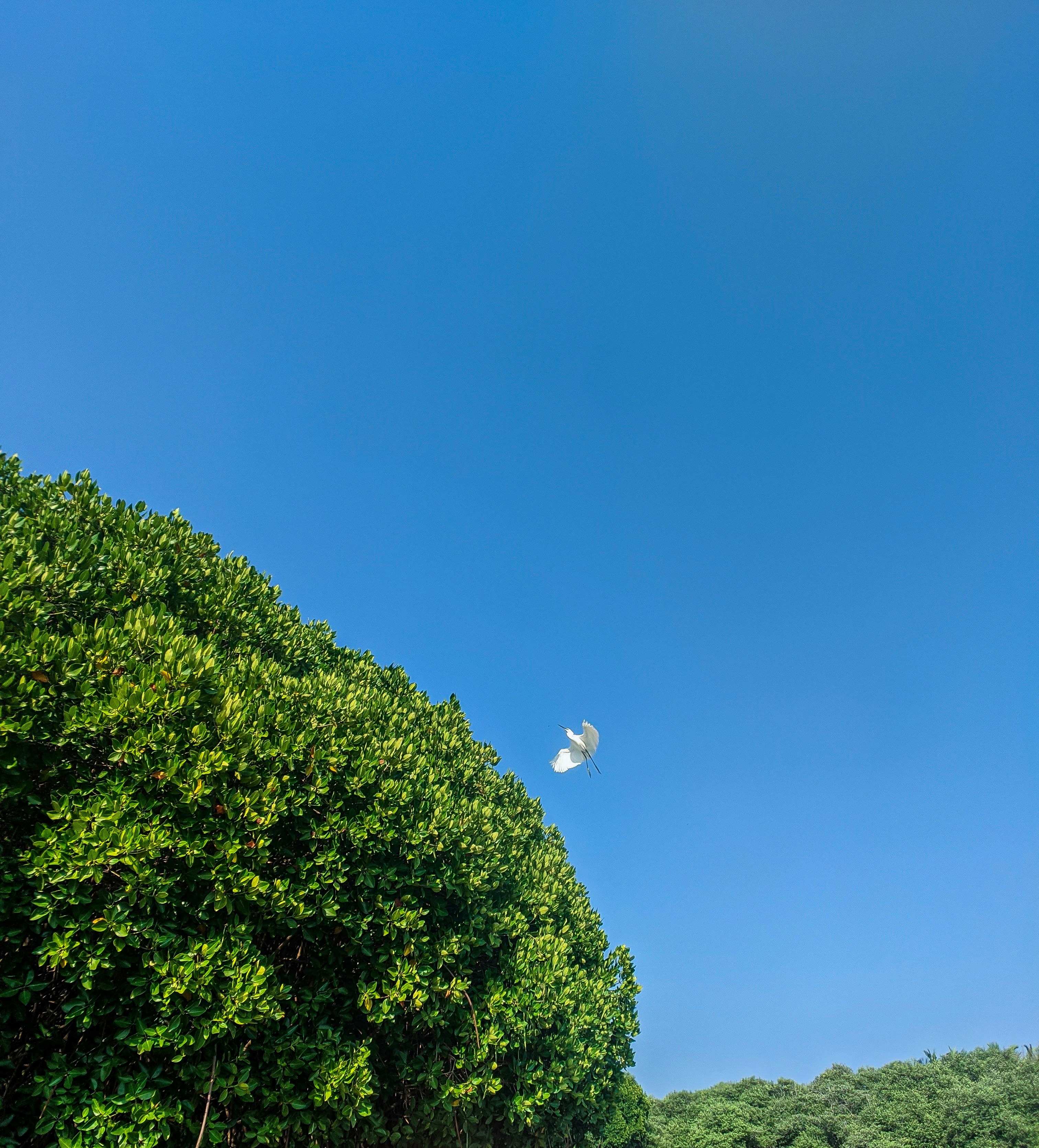 Tiny White Beacon in a Cerulean Sky Above the Green Canopy