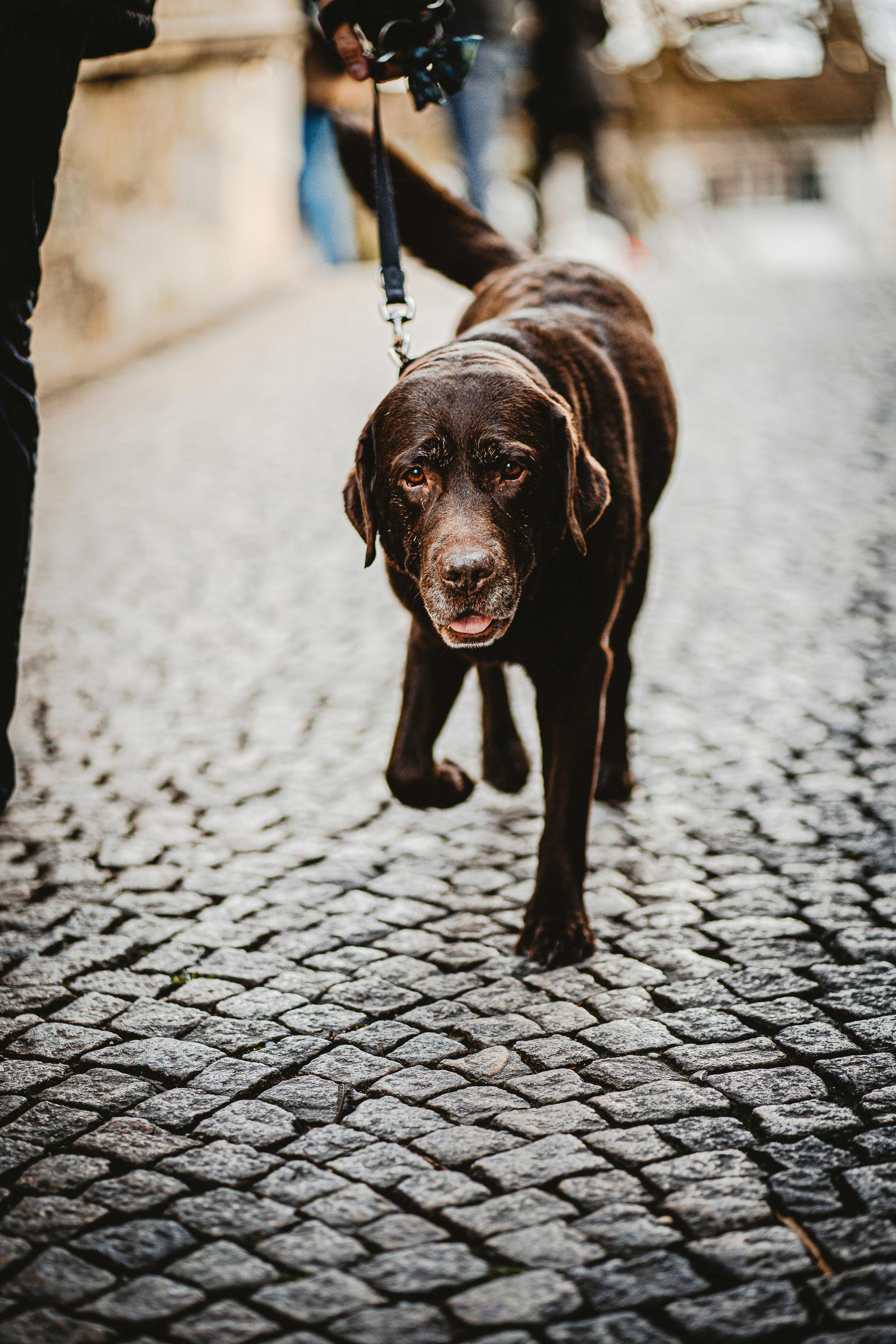 Black labrador retriever on grey brick pavement photo – Free Schweiz ...