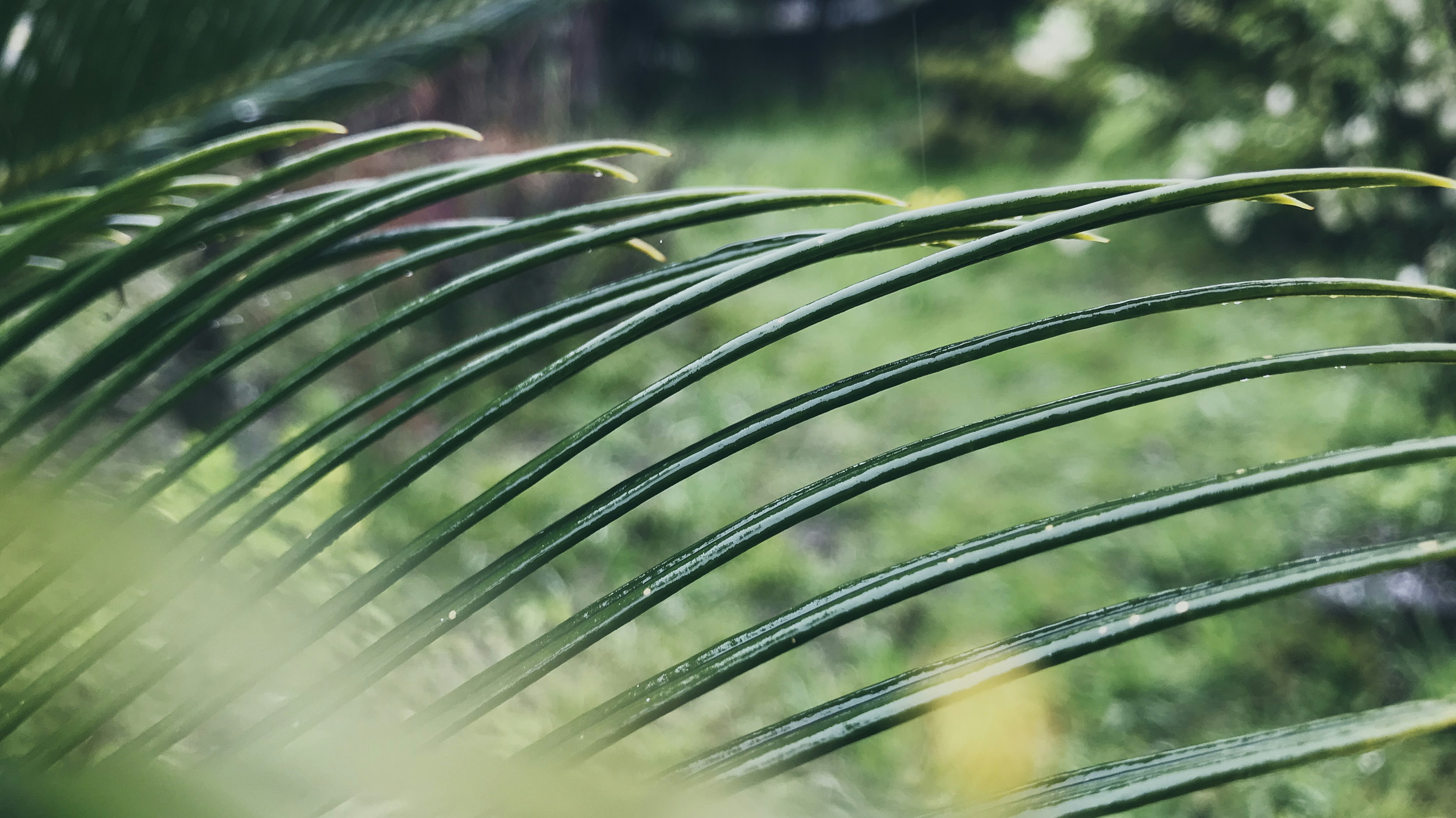 Delicate palm fronds arch gracefully, framing a lush green backdrop. The interplay of light and shadow enhances the natural beauty.