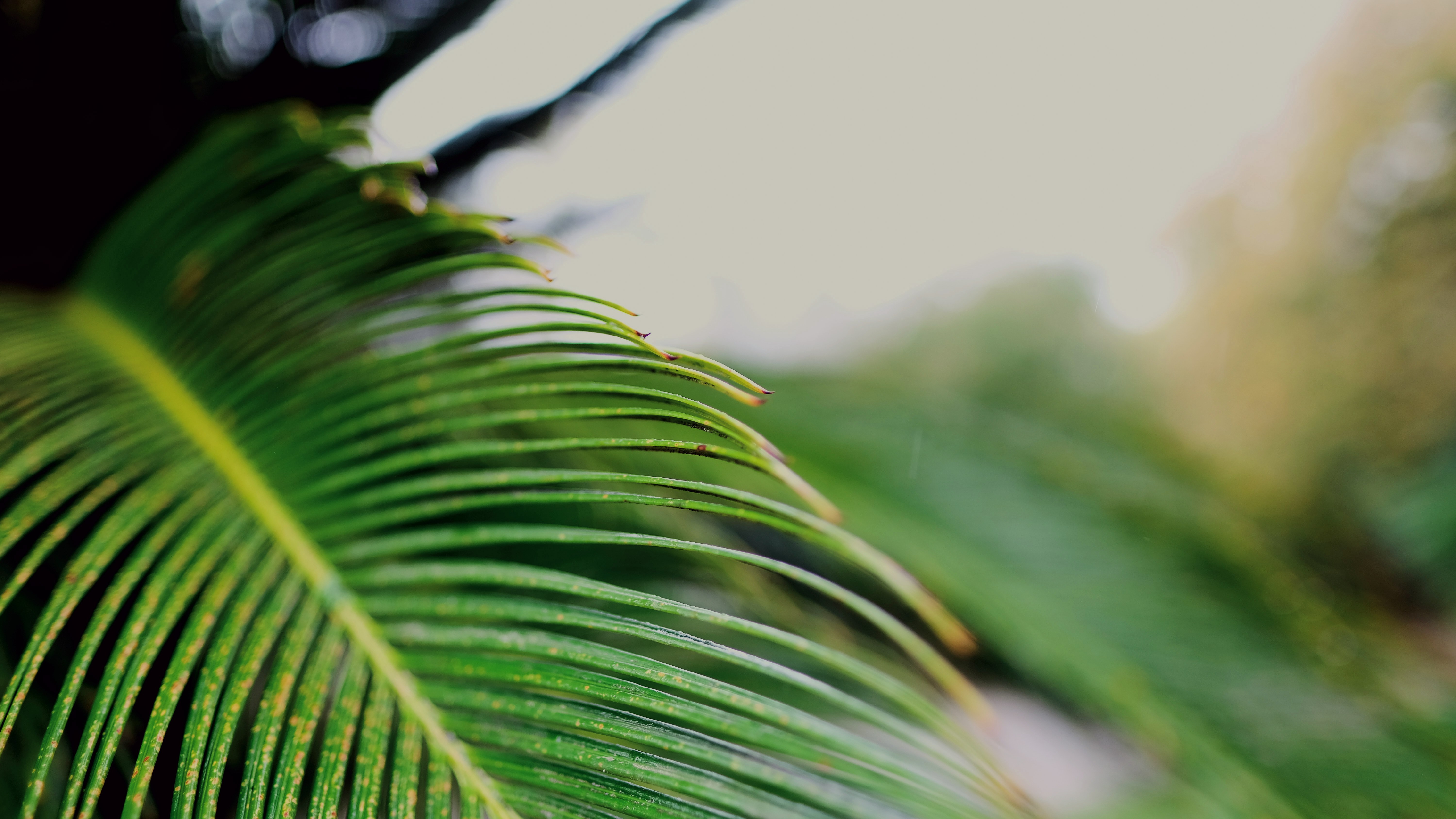Close-up of vibrant green palm frond against a soft, blurred background.