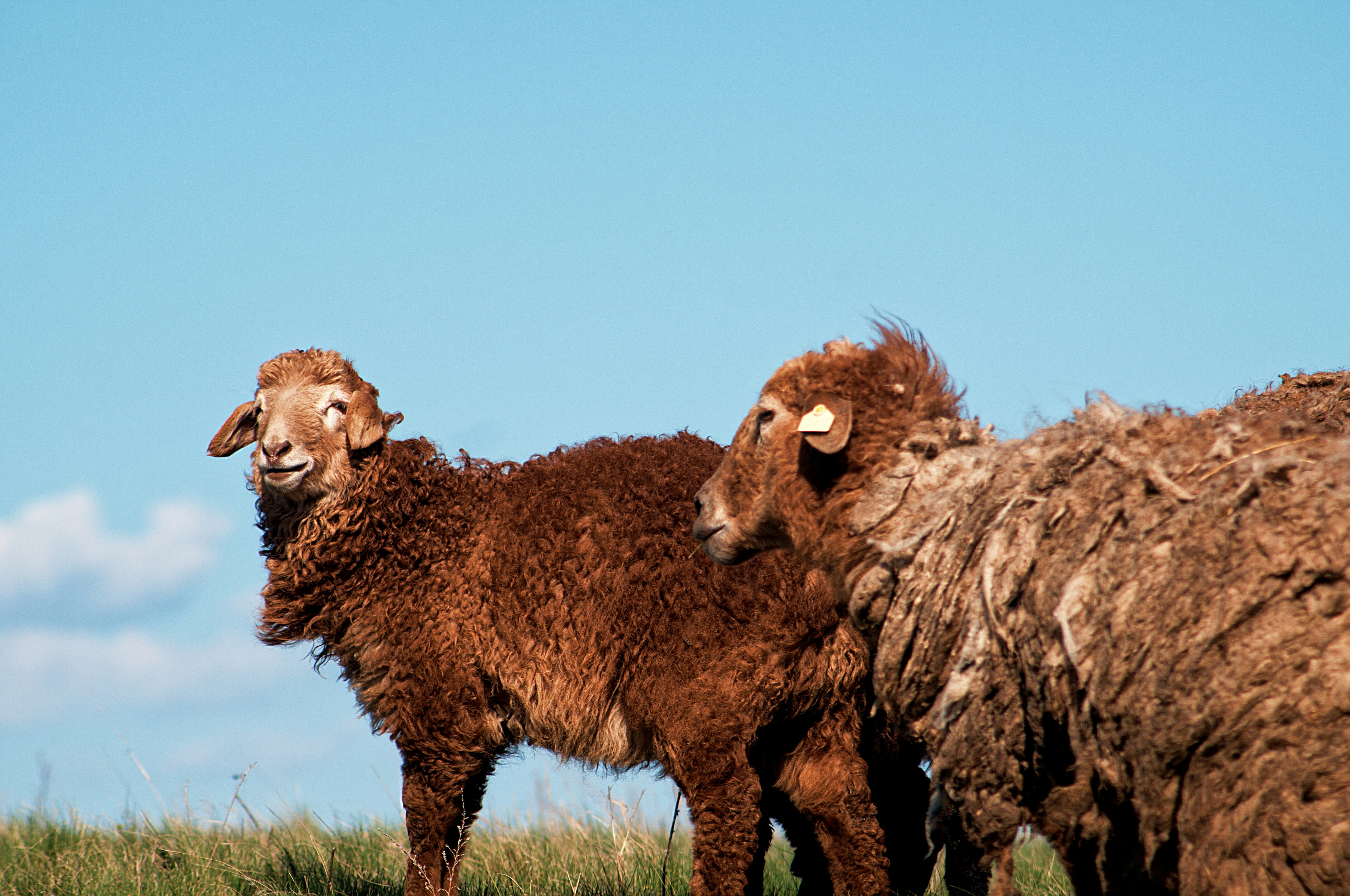Brown sheep on green grass field during daytime photo – Free Nature ...