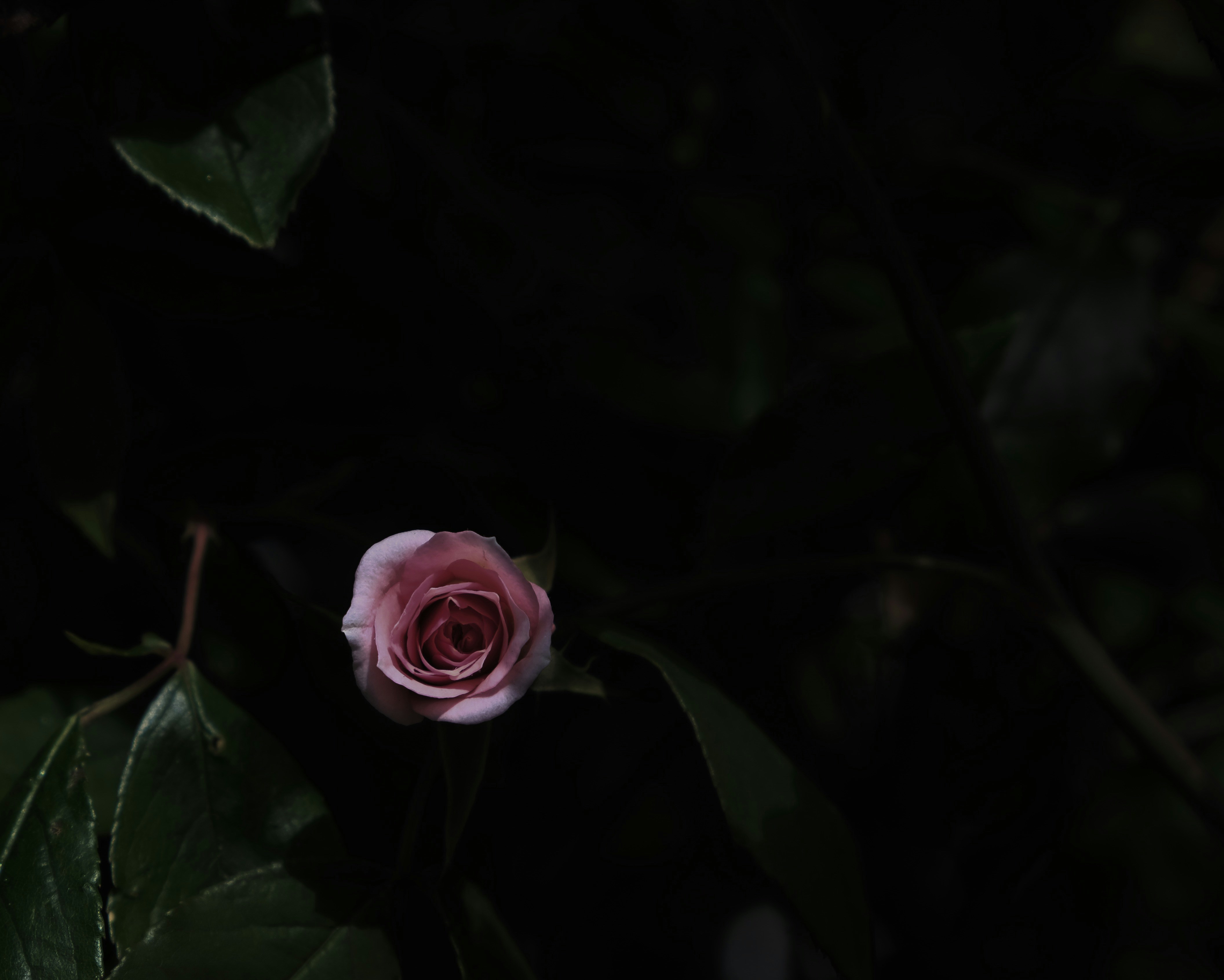 Midnight Rose: A solitary bloom in velvet shadow