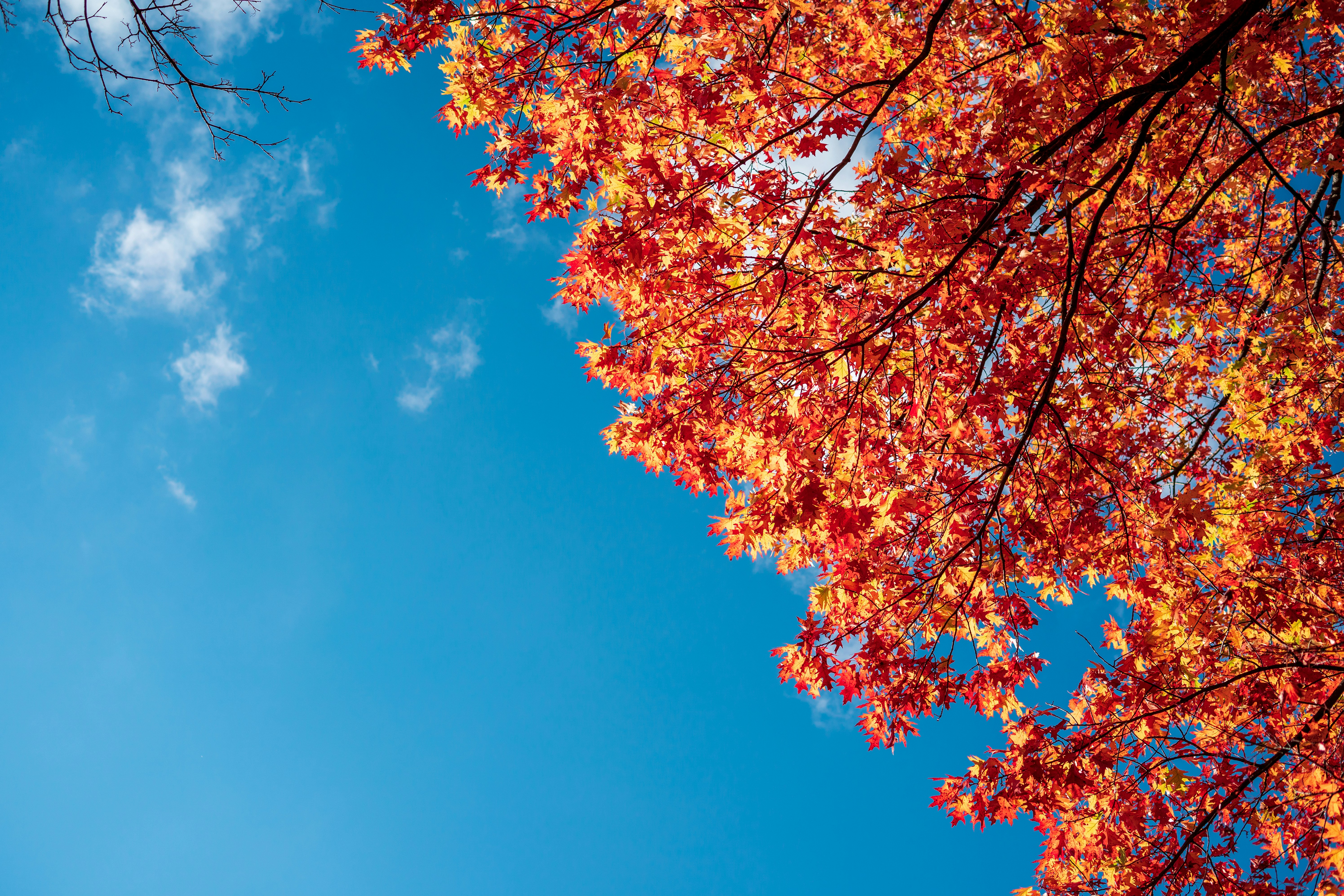 Yellow and brown maple tree under blue sky during daytime photo – Free ...
