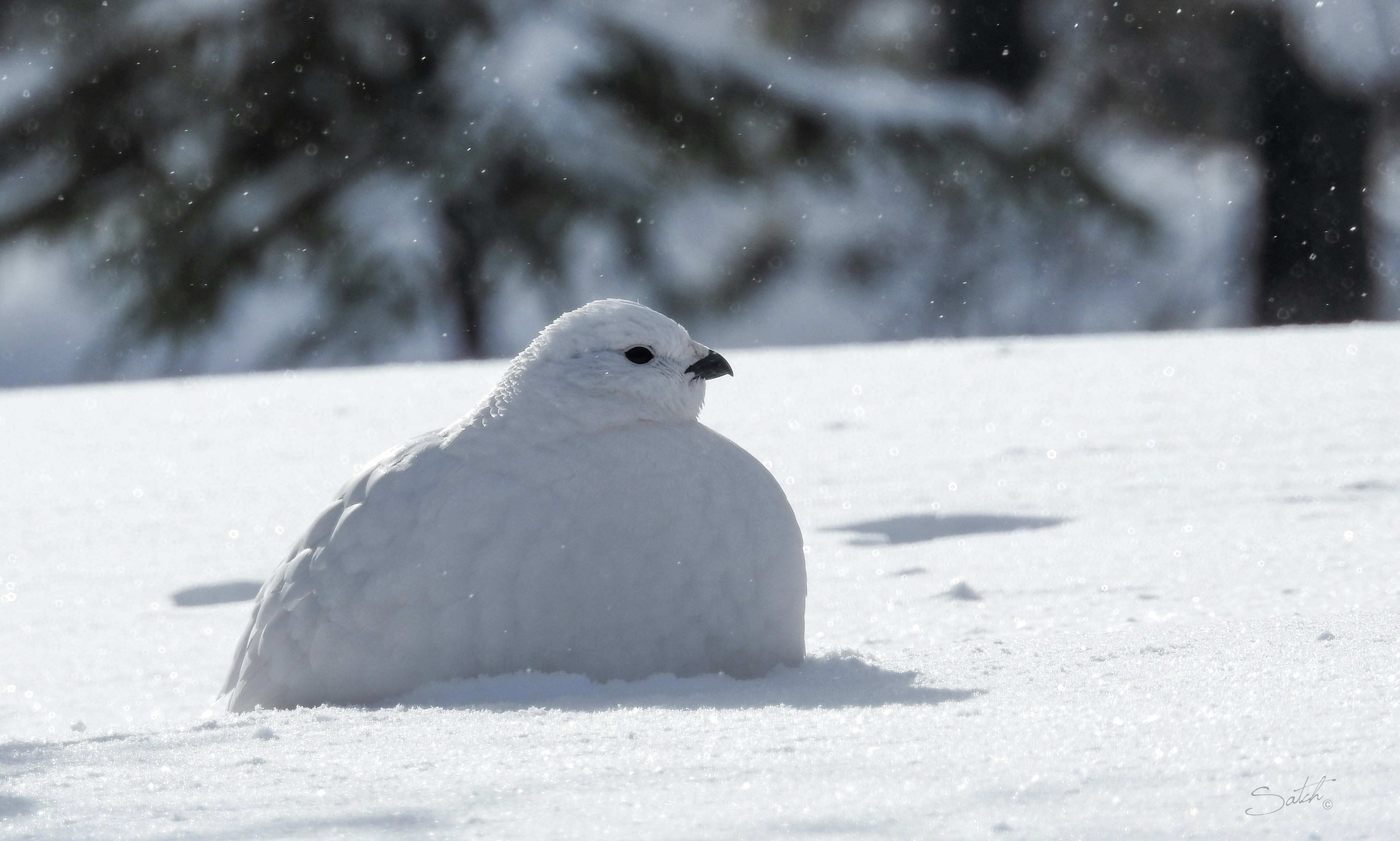 A white-tailed ptarmigan partially buried in snow, showcasing its camouflaged plumage against a winter landscape. Flurries of snowflakes dance in the air.