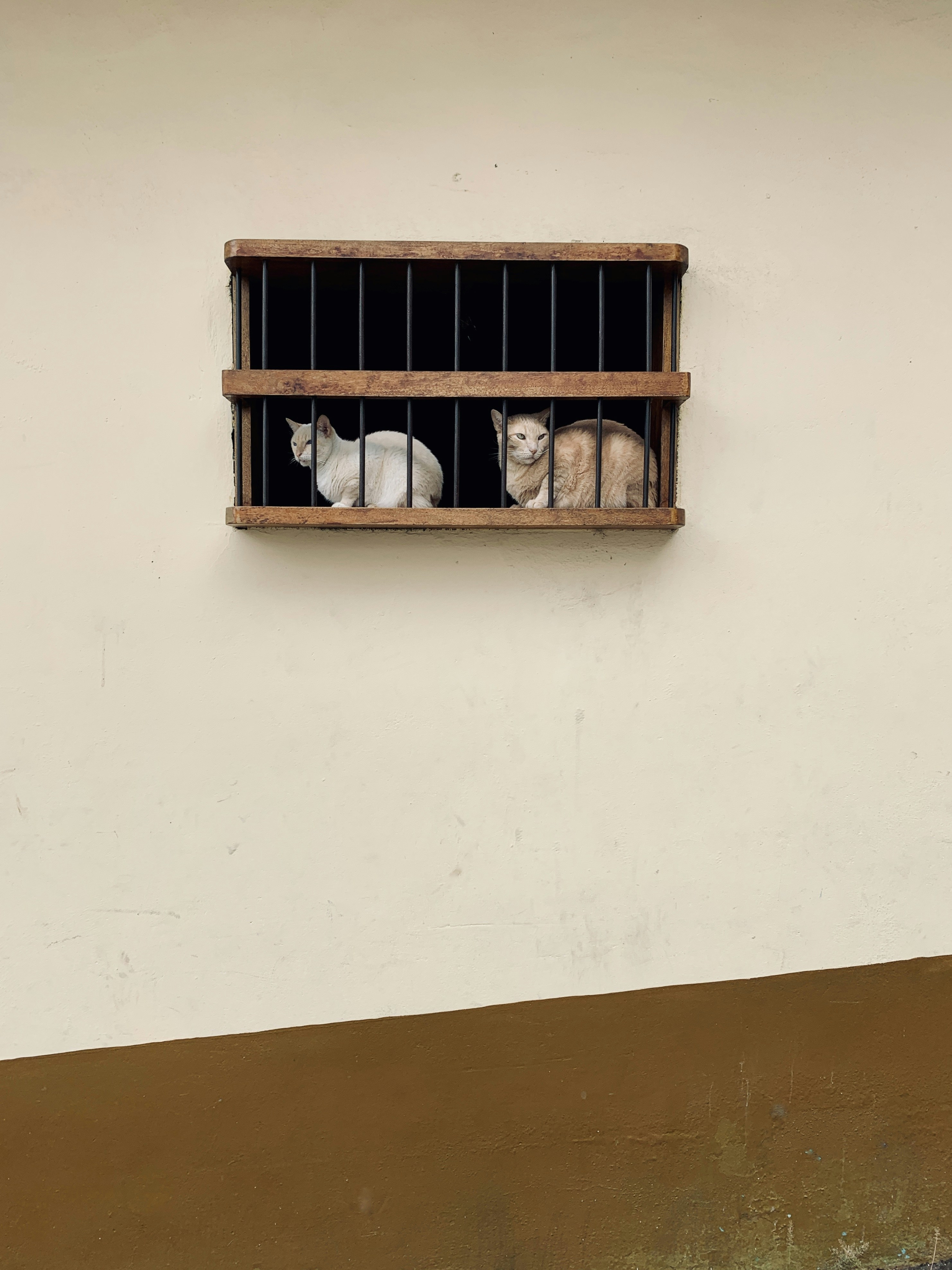 Feline Refuge: A Window to Curiosity