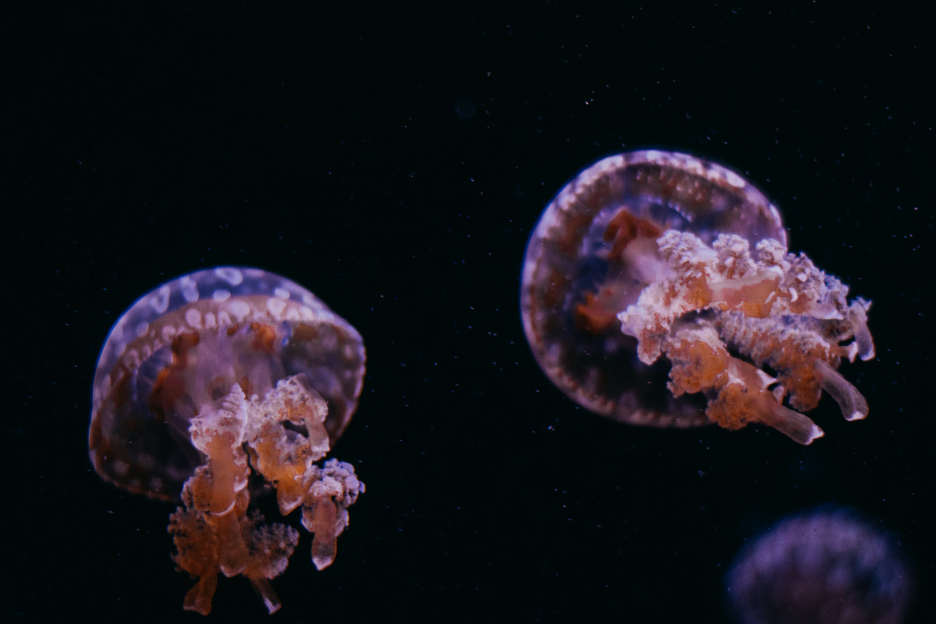 Blue and white jellyfish on water photo – Free Animal Image on Unsplash