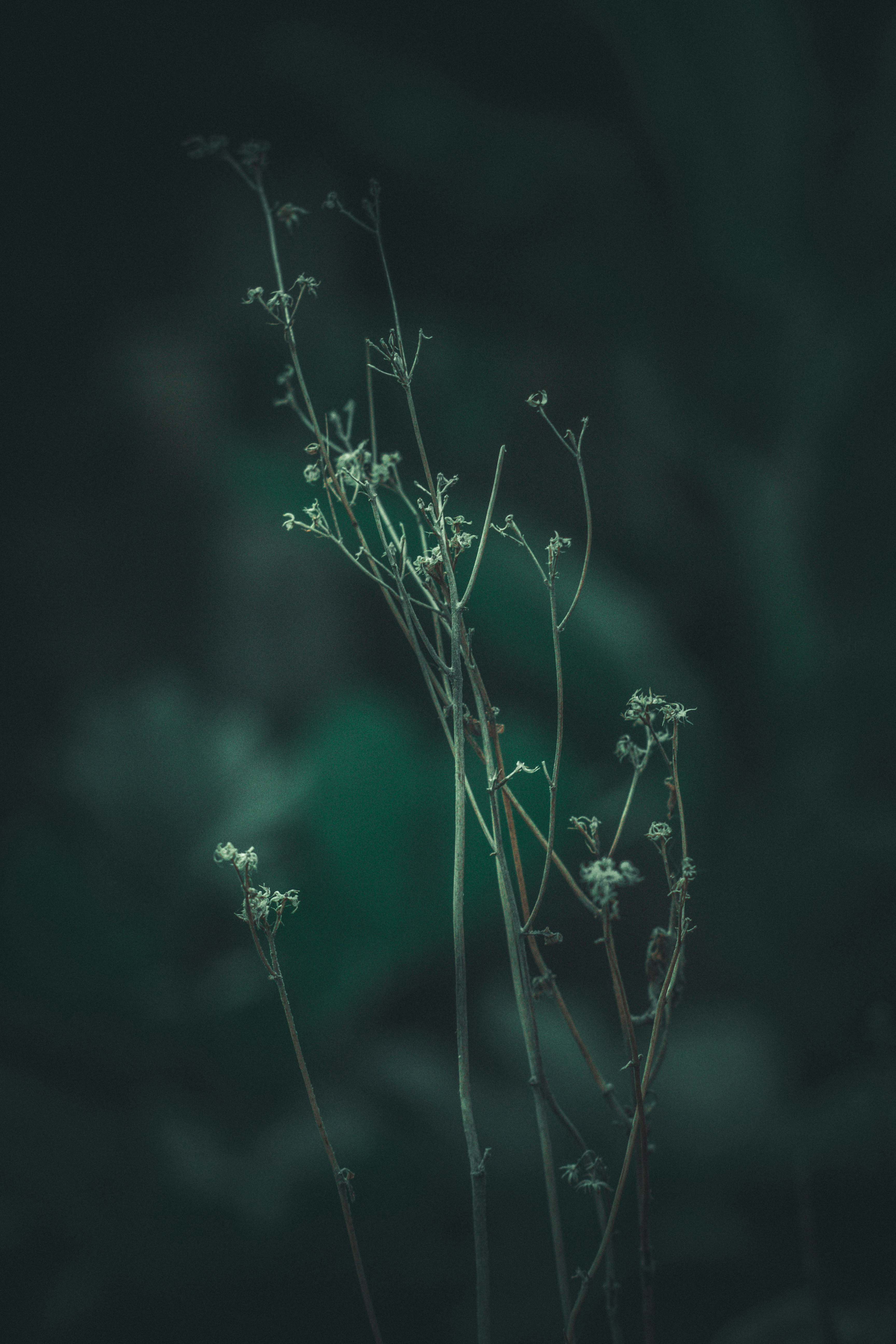 Delicate dried plants reaching towards the light in a shadowy environment, highlighting nature's endurance.