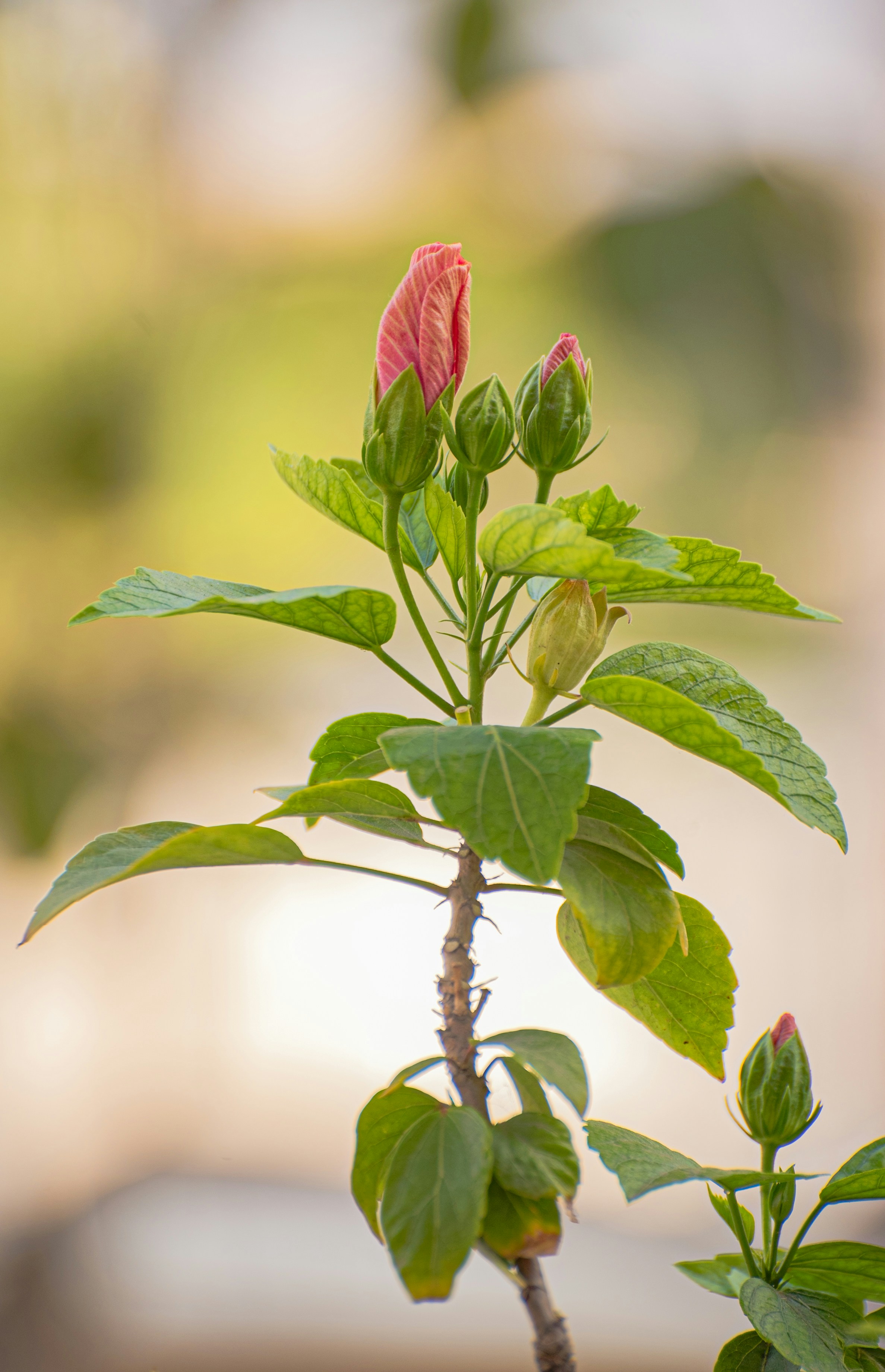 Hibiscus buds poised for bloom amidst vibrant green leaves, showcasing the beauty of nature’s unfolding. 
