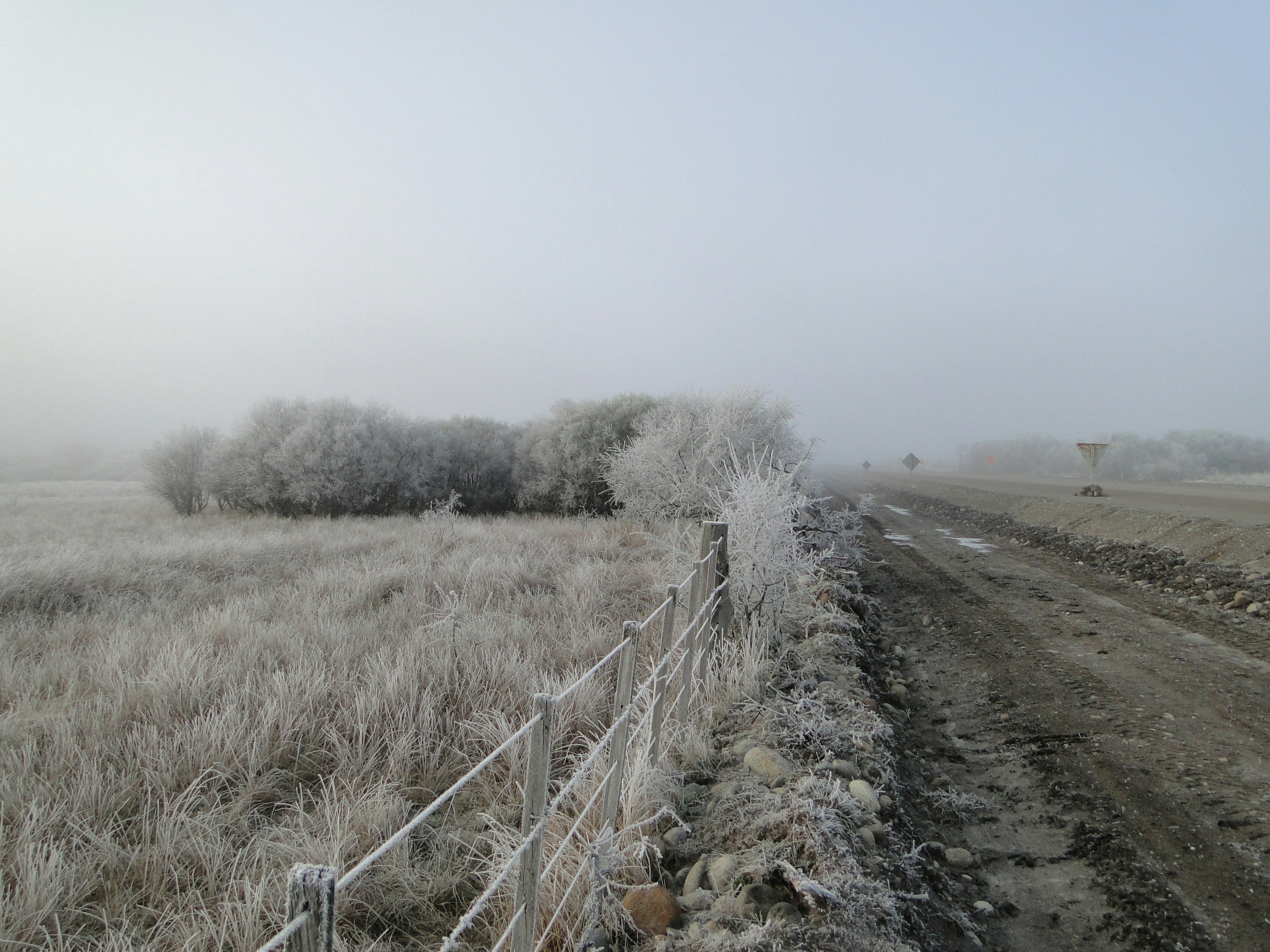 Frost-covered shrubs and grasses border a dirt road under a foggy white sky.