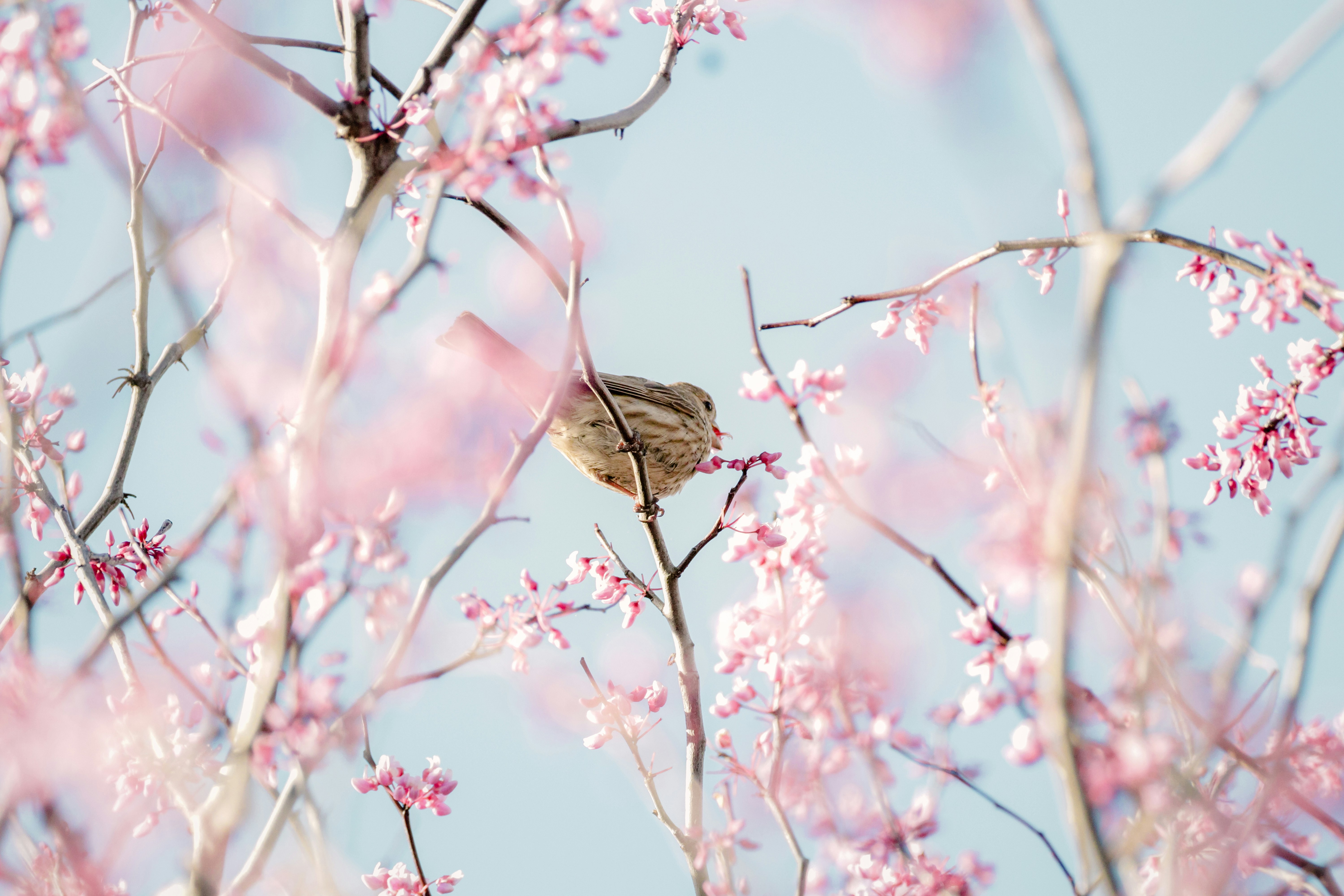 brown bird perched on pink flower