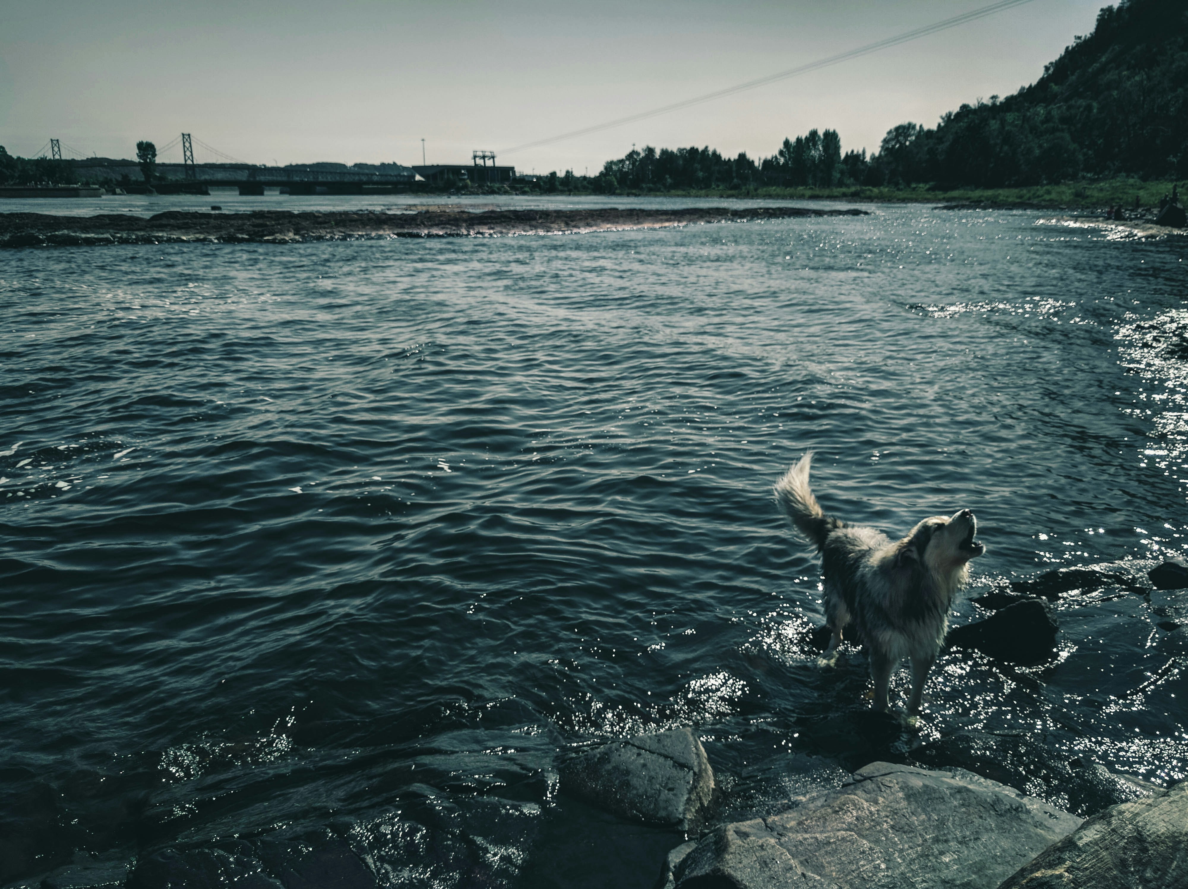 Rocky riverbank scene with a dog at the water's edge, rippling water and a distant bridge under a cool blue sky.